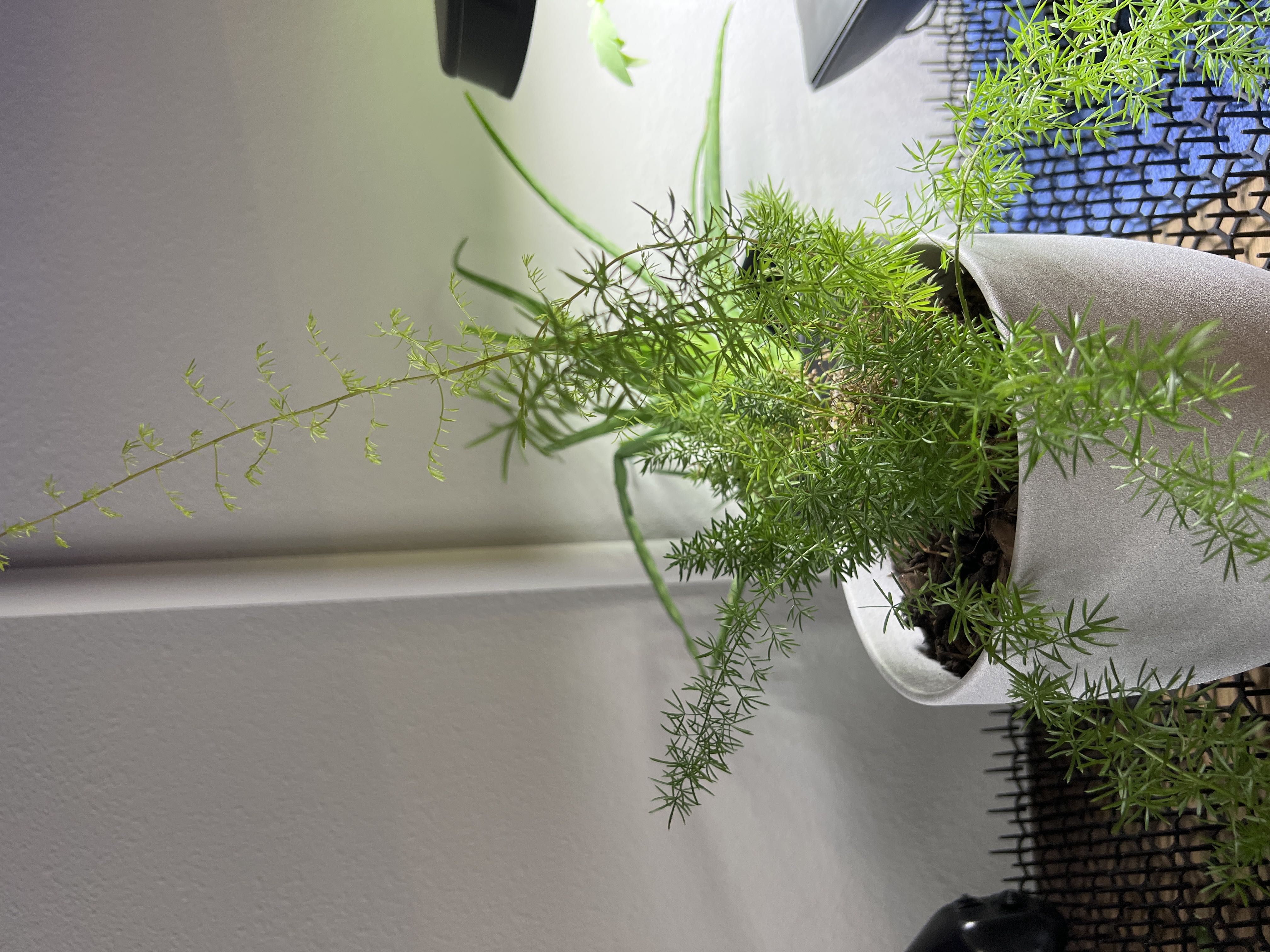 The Complete Plume Asparagus Plant Care Guide: Water, Light & Beyond