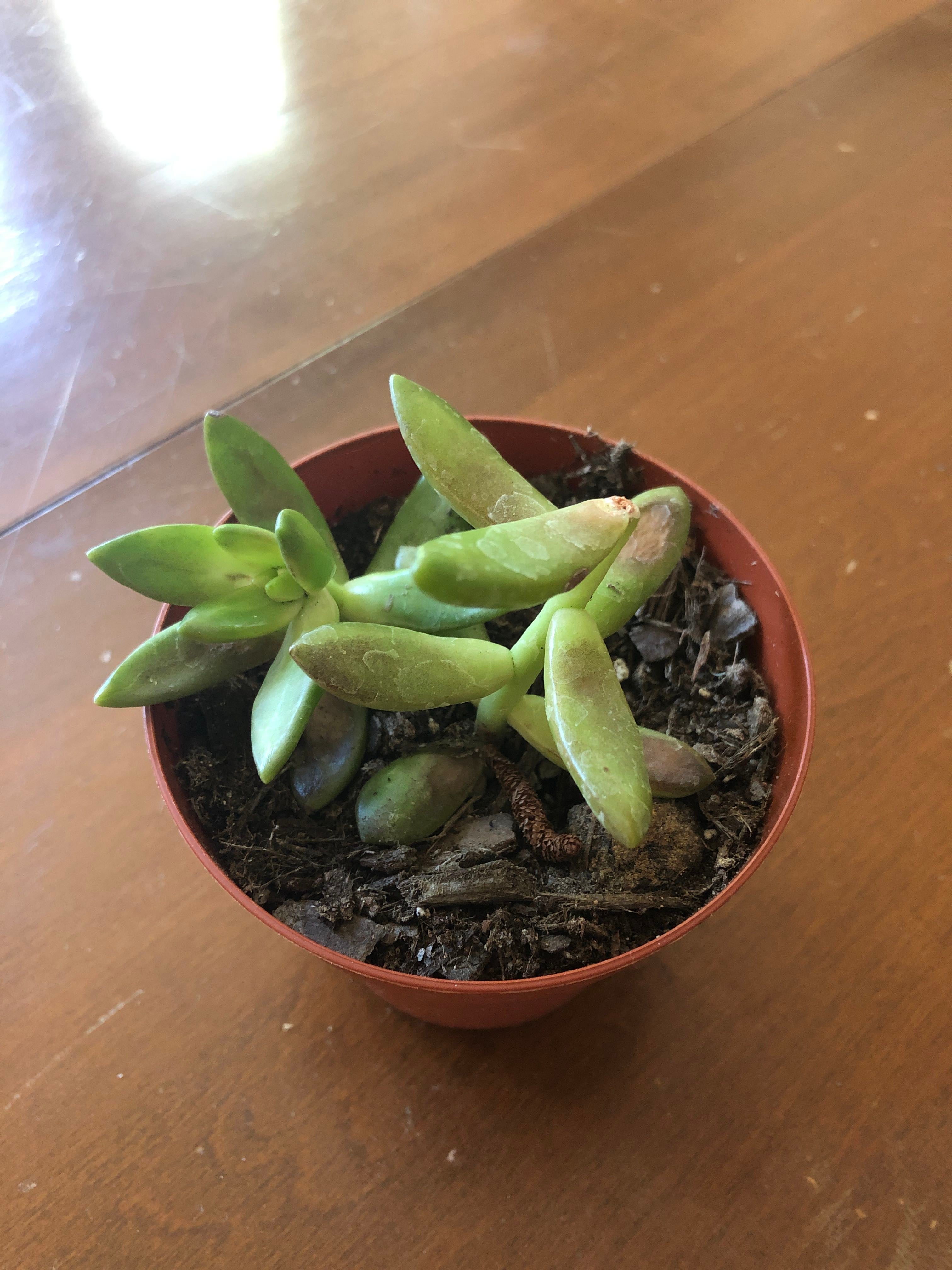 brown-translucent spots on leaves