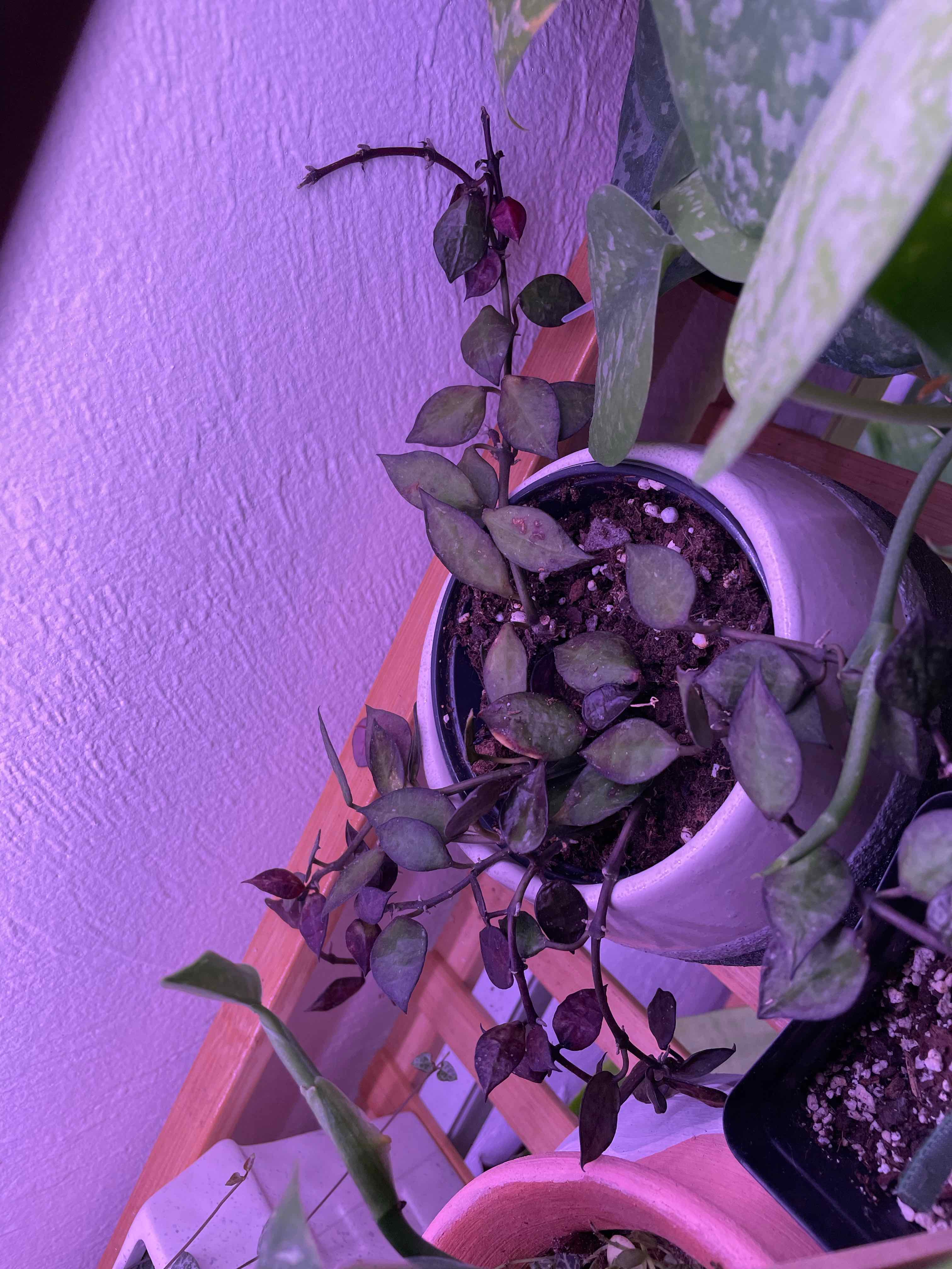 What Do I Do About hoya krohniana 'black' root rot?