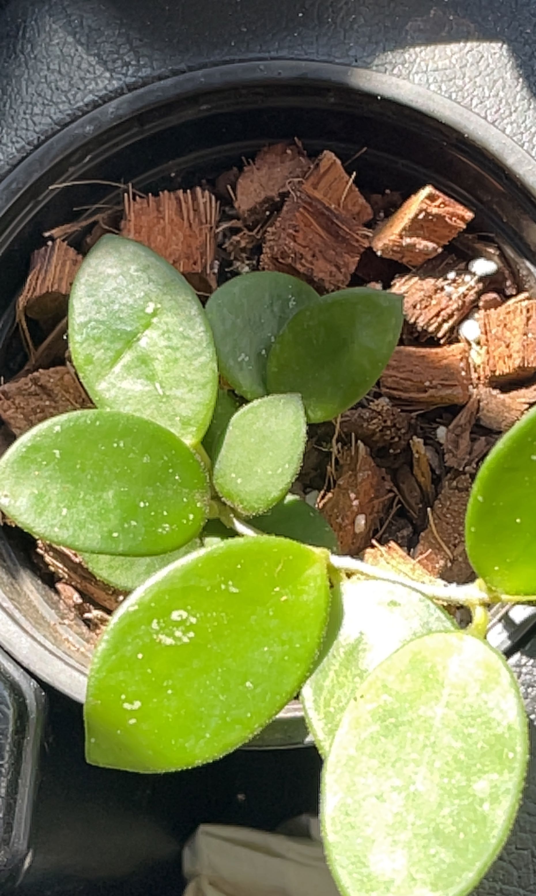 💧 How Much Humidity Does My Hoya 'Mathilde' Need?