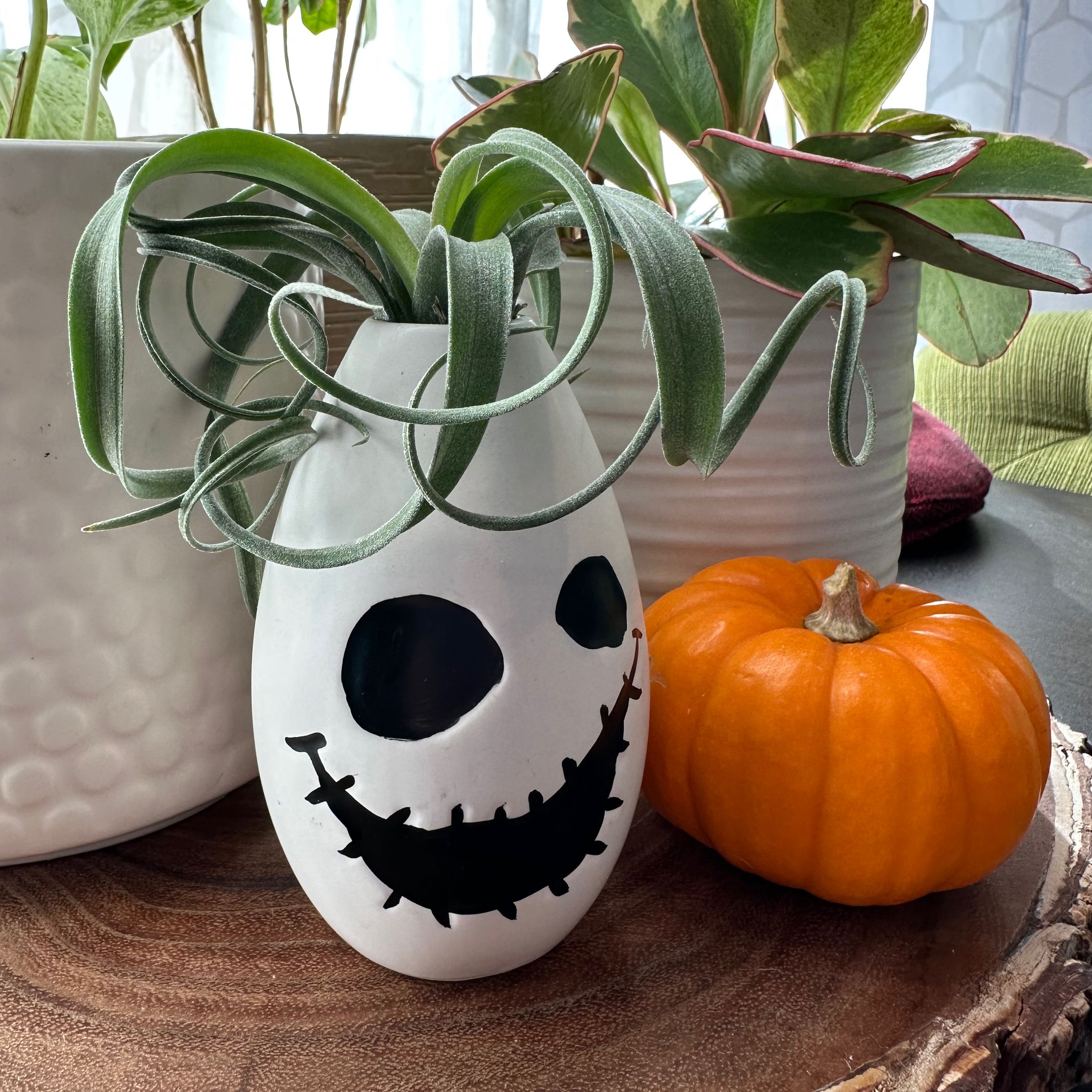 What Are The Bugs on My Medusa Head Air Plant? 🐛