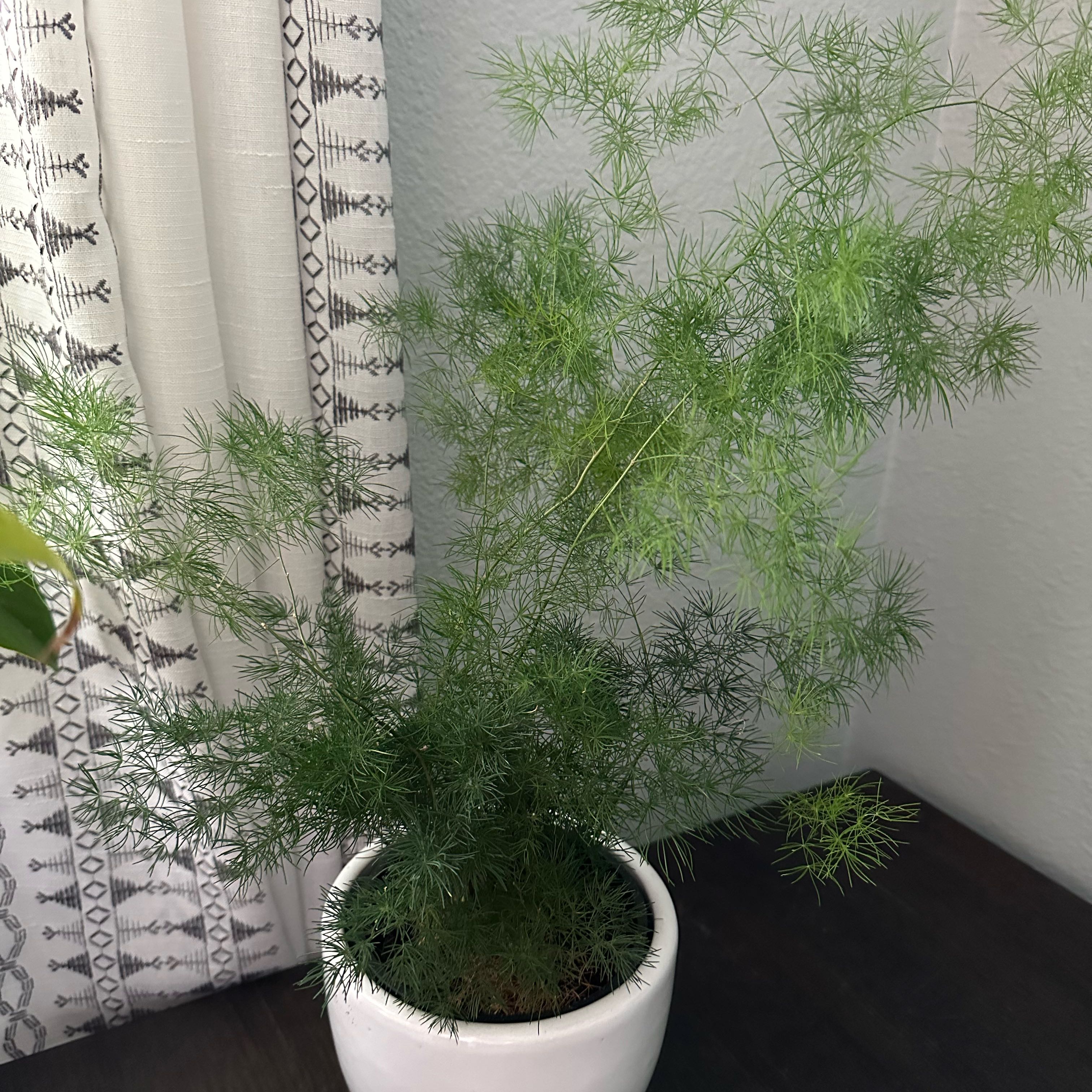 Why Are There Brown Spots on My Ming Fern Leaves?