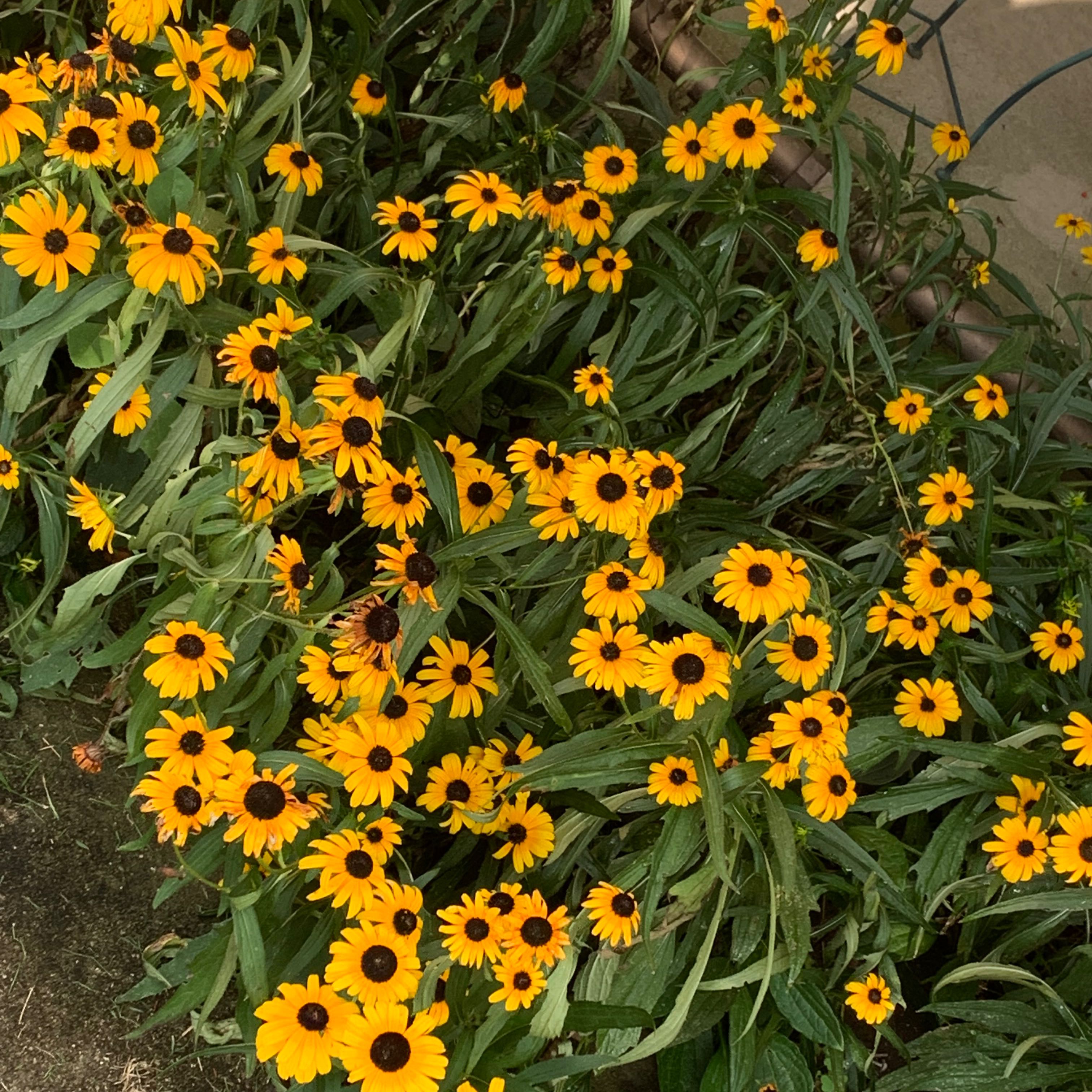 How Can You Tell If A Blackeyed Susan Is Dying?