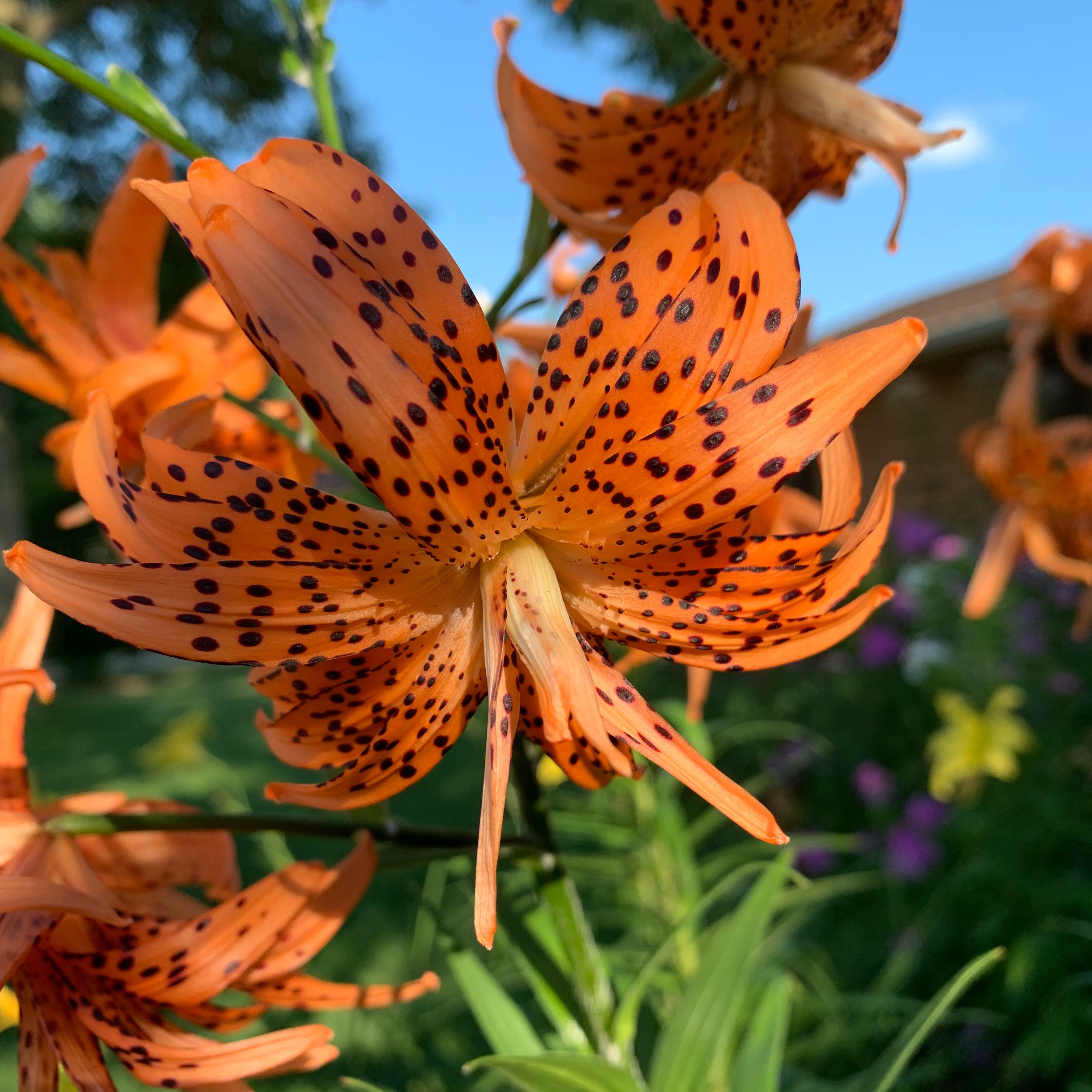 Propagating Tiger Lily: Step-by-Step Guide