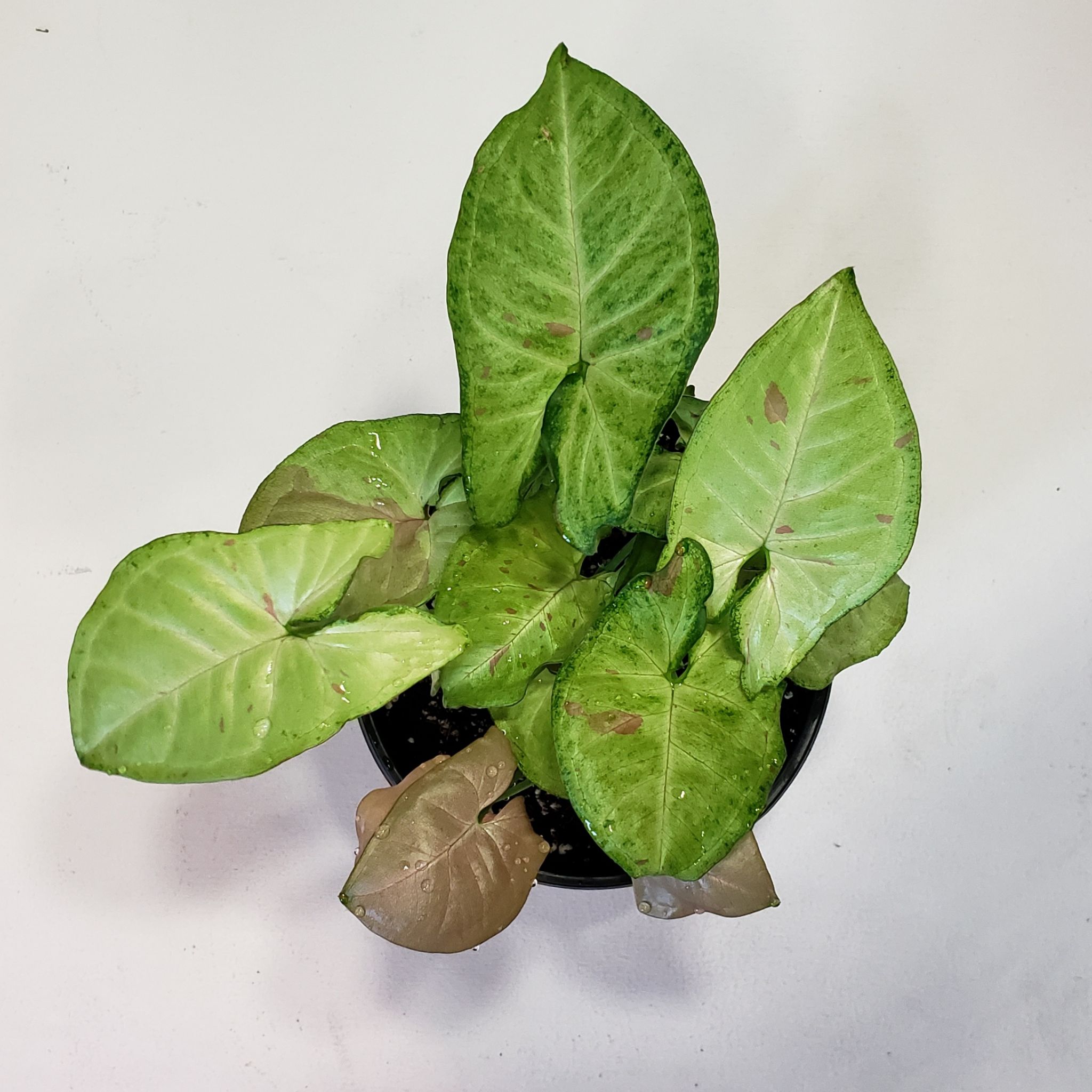 How Do I Cure Confetti Syngonium Root Rot?