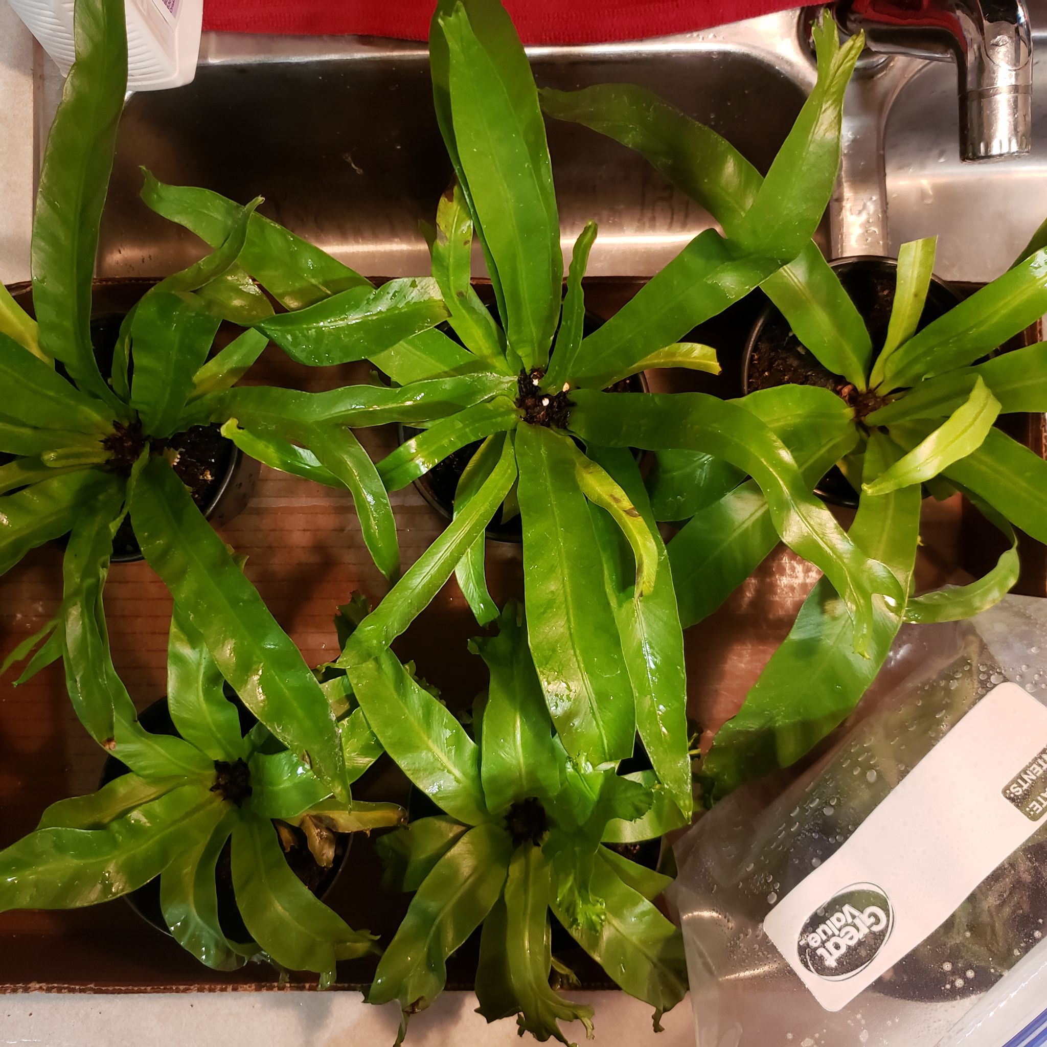 Chrissy Fern Plant Care: Water, Light, Nutrients | Greg App 🌱