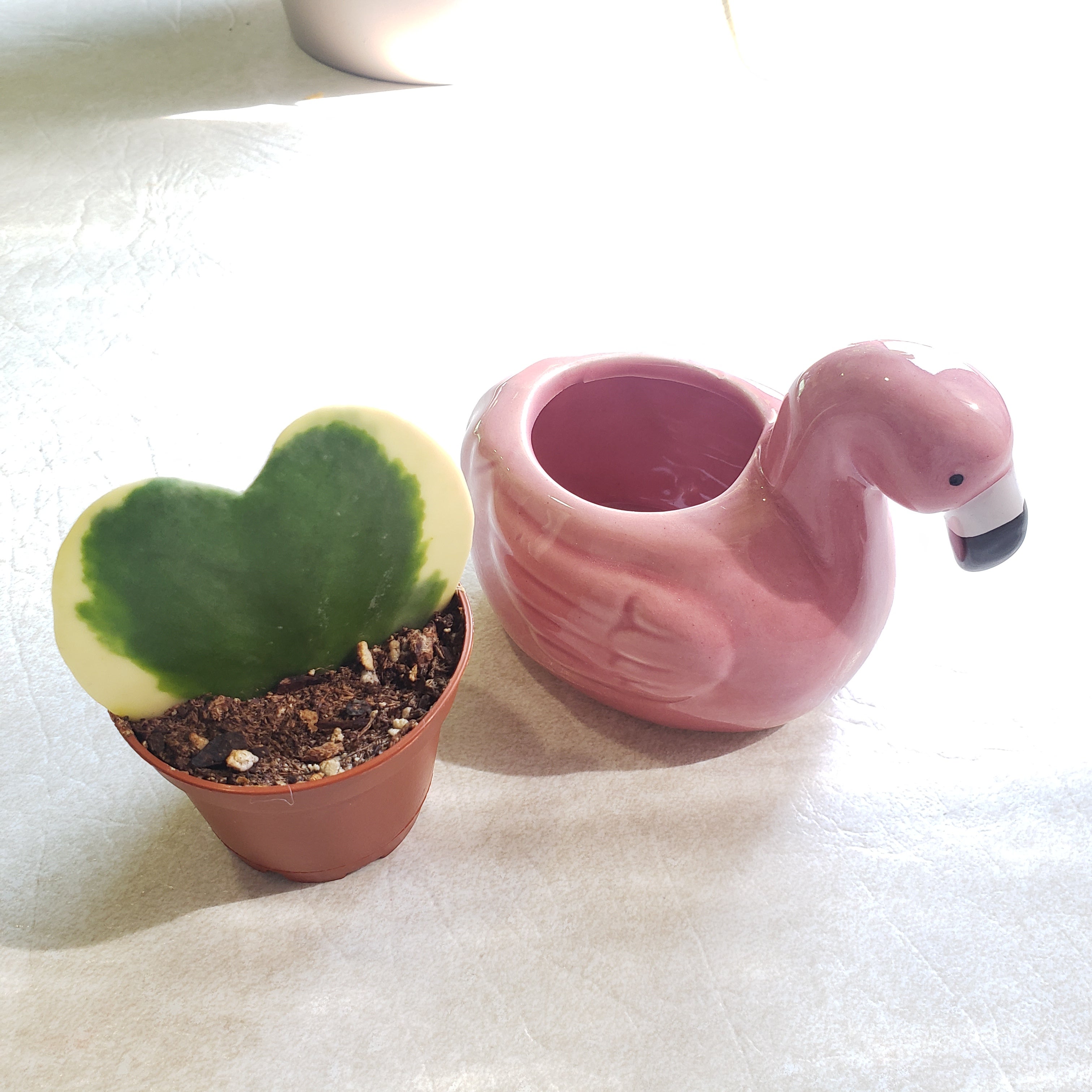 Best potting method without drainage.