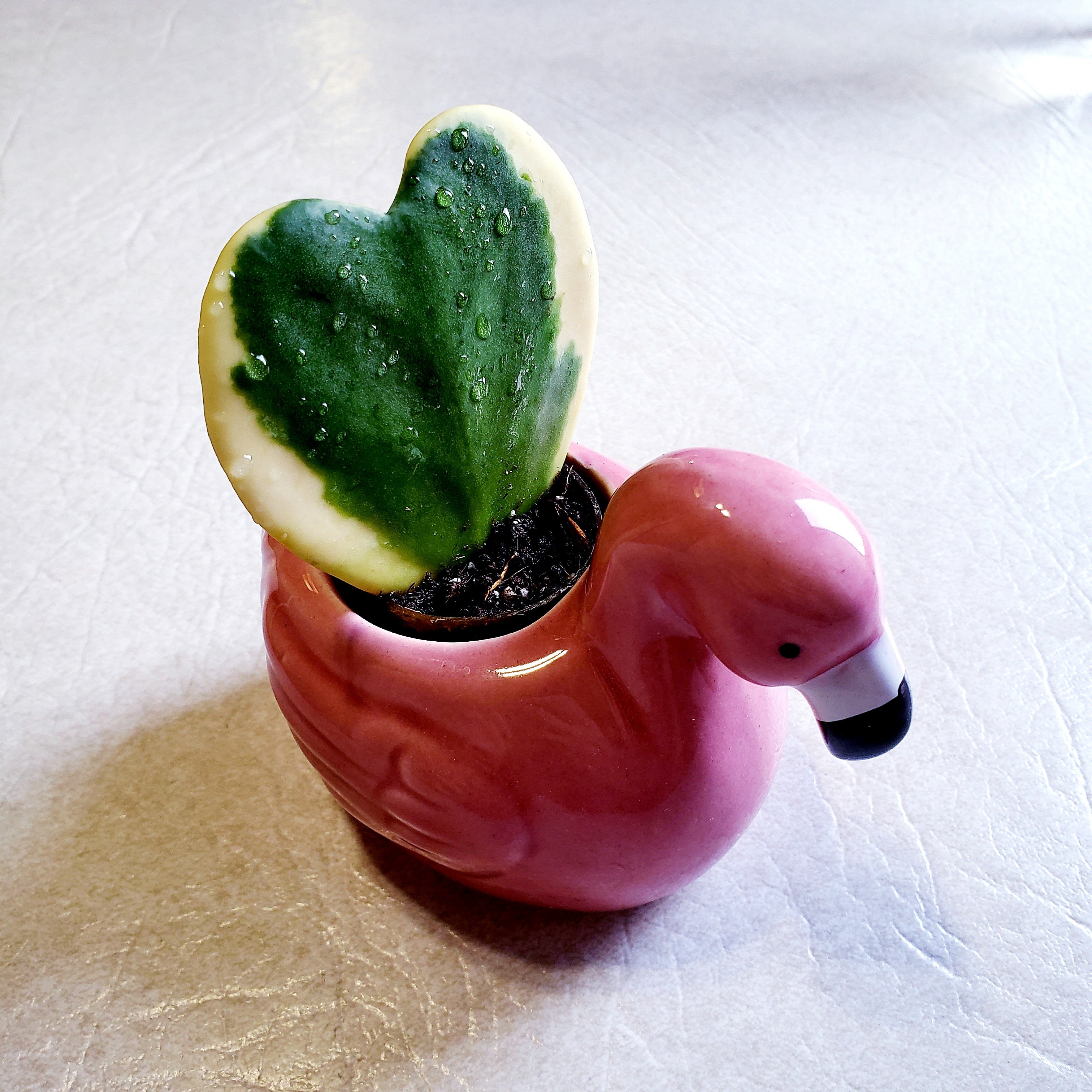 Best potting method without drainage.