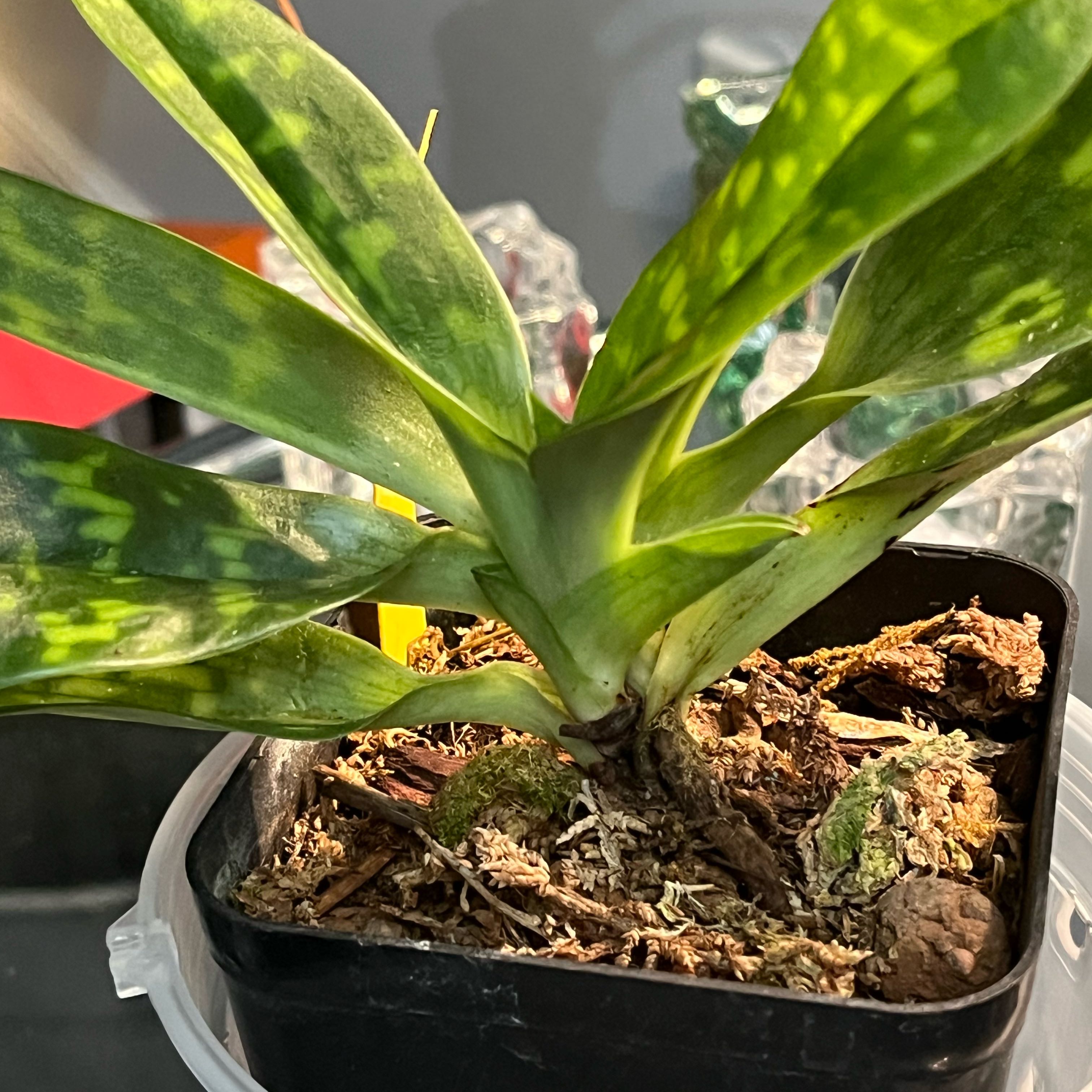 Paphiopedilum 'Makuli' Care 101: Water, Light & Growing Tips