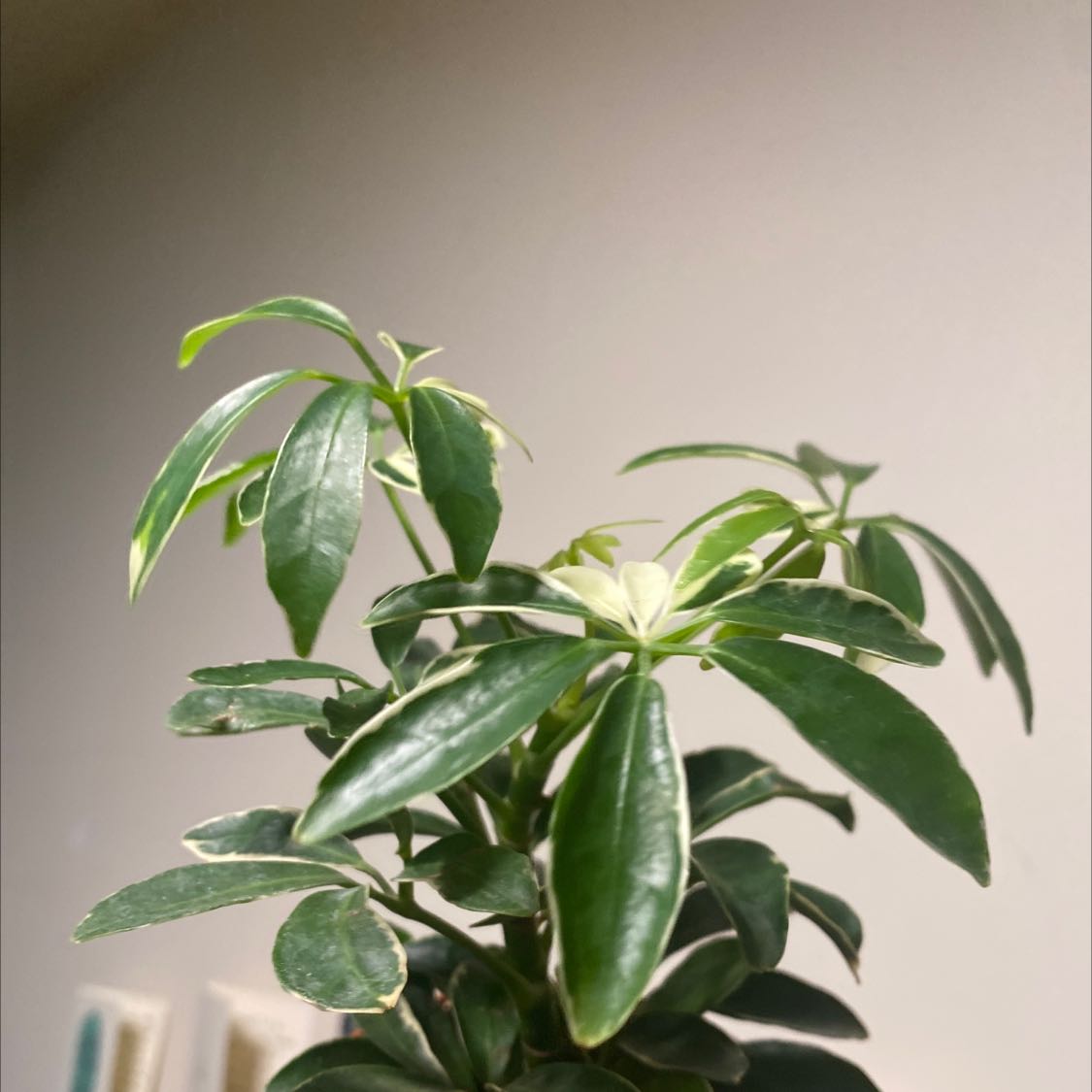 Personalized Moondrop Dwarf Umberlla Tree Care: Water, Light, Nutrients ...