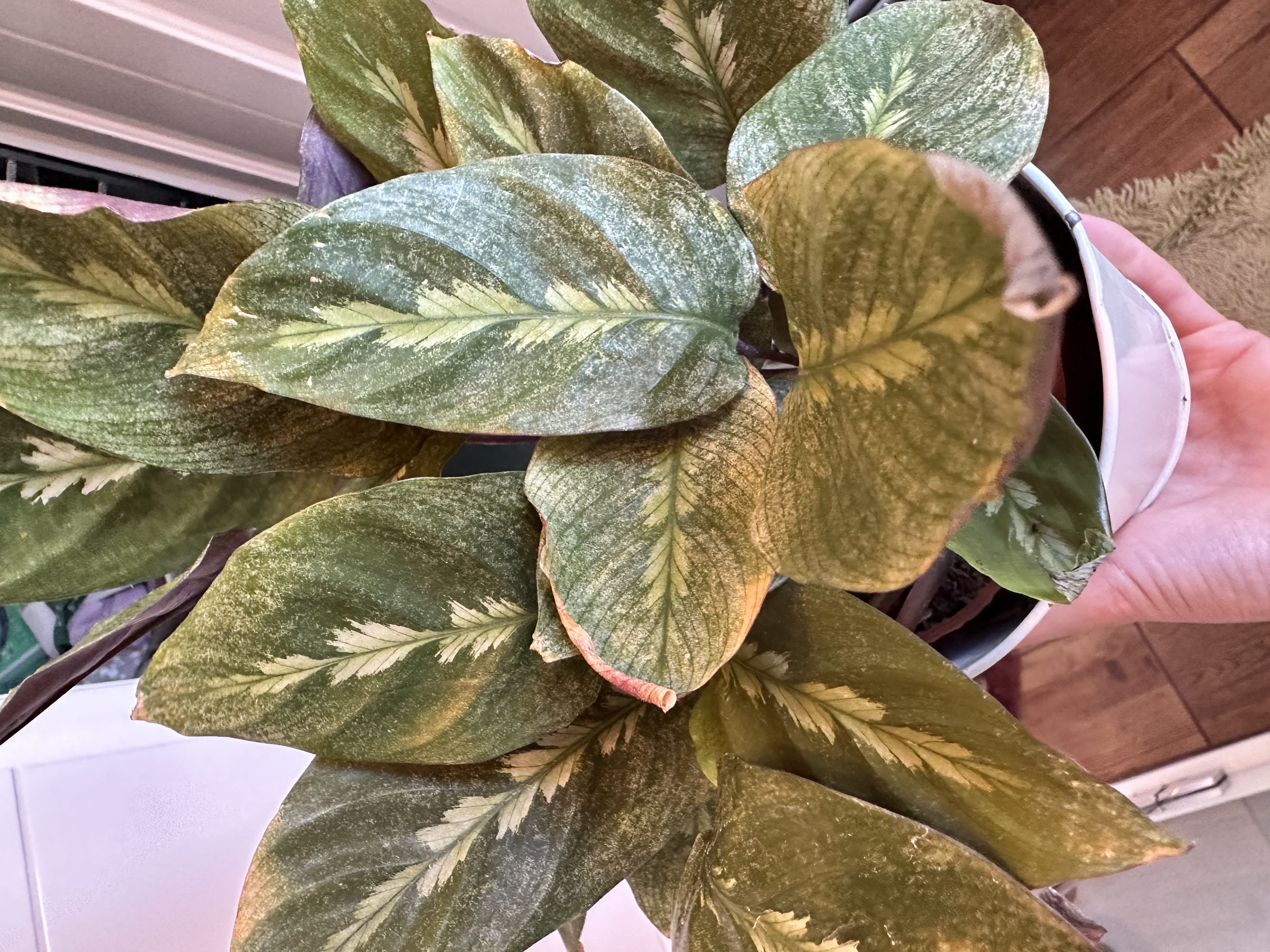 Why Are There Brown Spots on My Calathea 'Misto' Leaves?