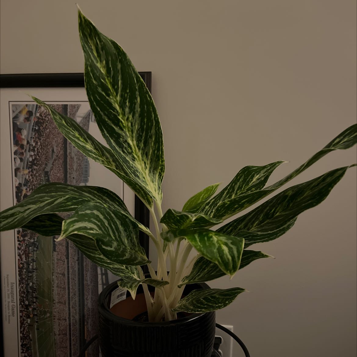 Ching Chong Wing Wong | A plant by Erik on Greg