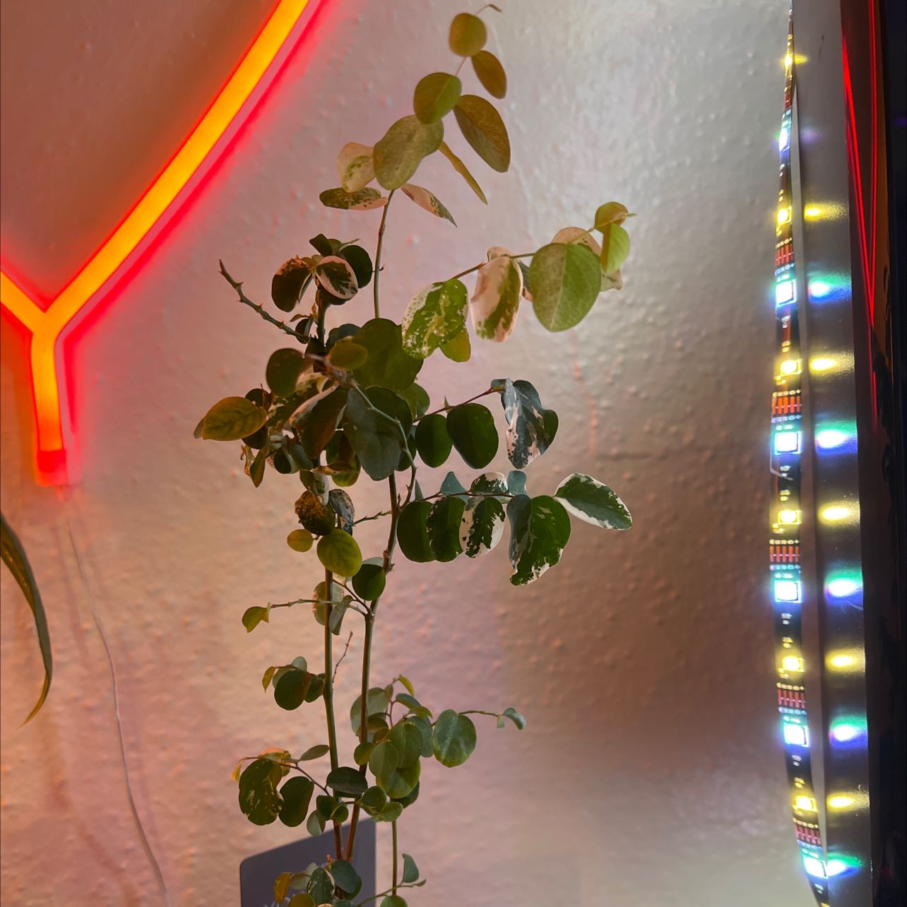 10 Advantages of Having a Brenia Snowbush