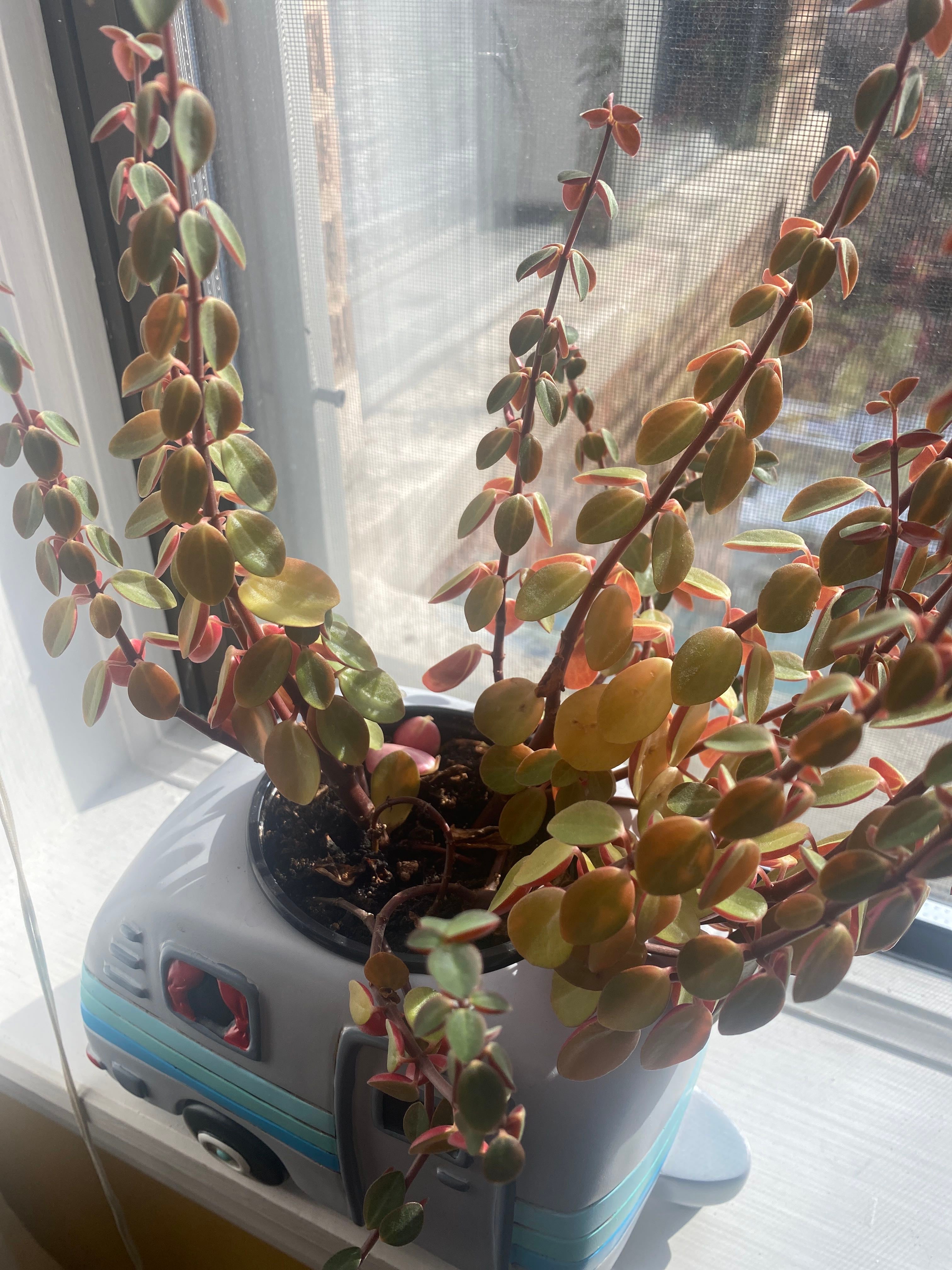 Peperomia Red Log Plant Care: Water, Light, Nutrients | Greg App 🌱