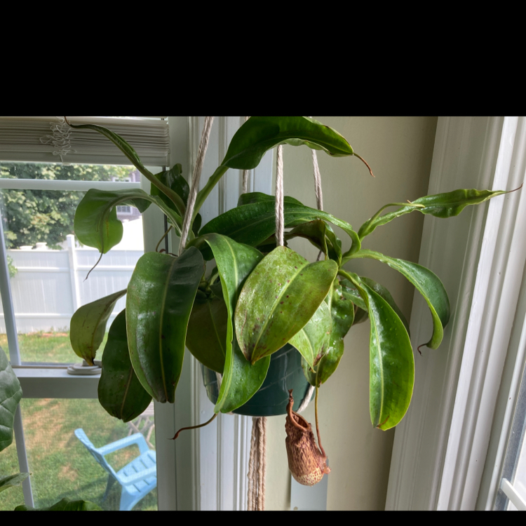 🥤 Symbolism And Benefits Of The Tropical Pitcher Plant