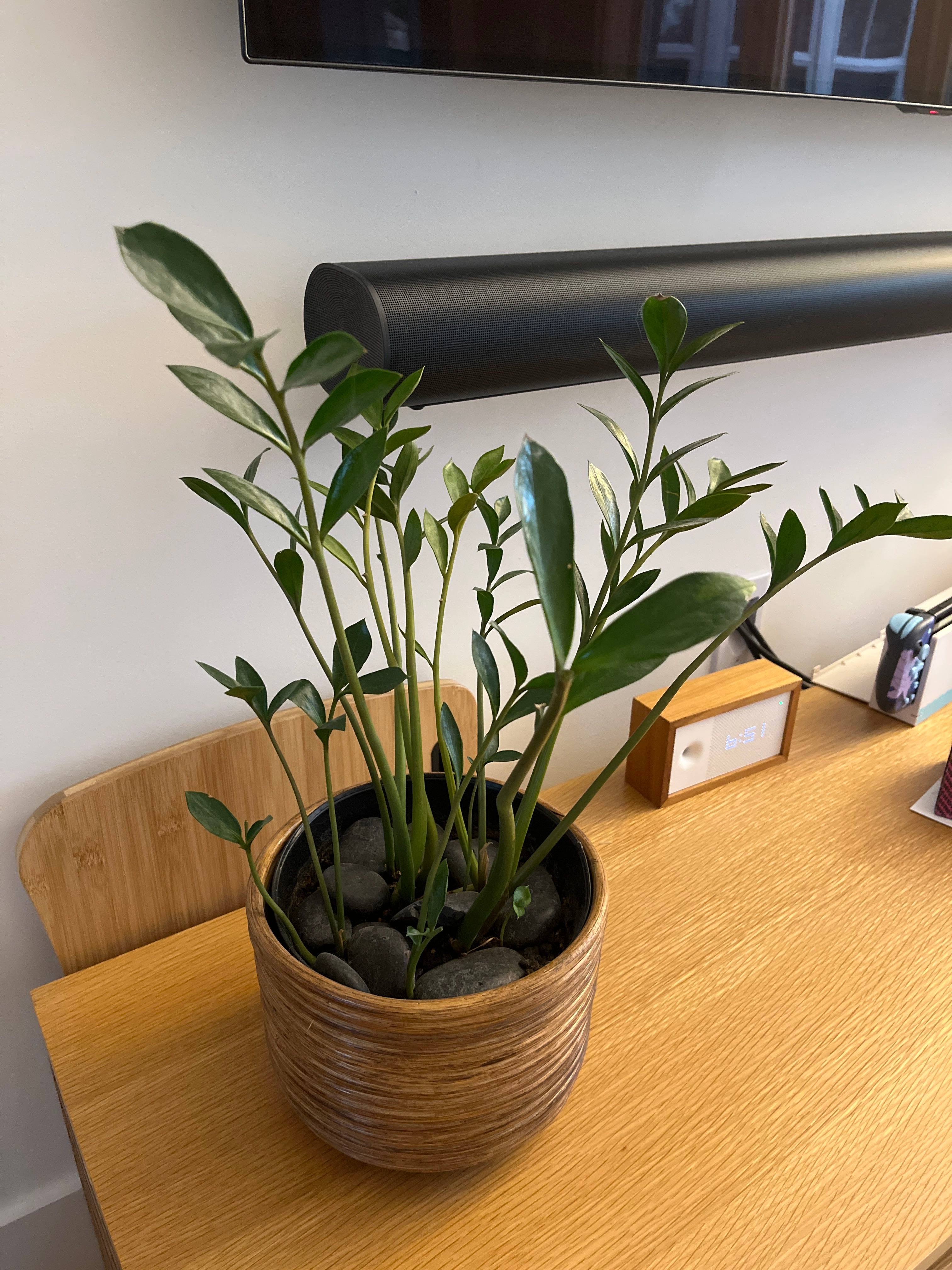 The Complete ZZ Plant Plant Care Guide: Water, Light & Beyond