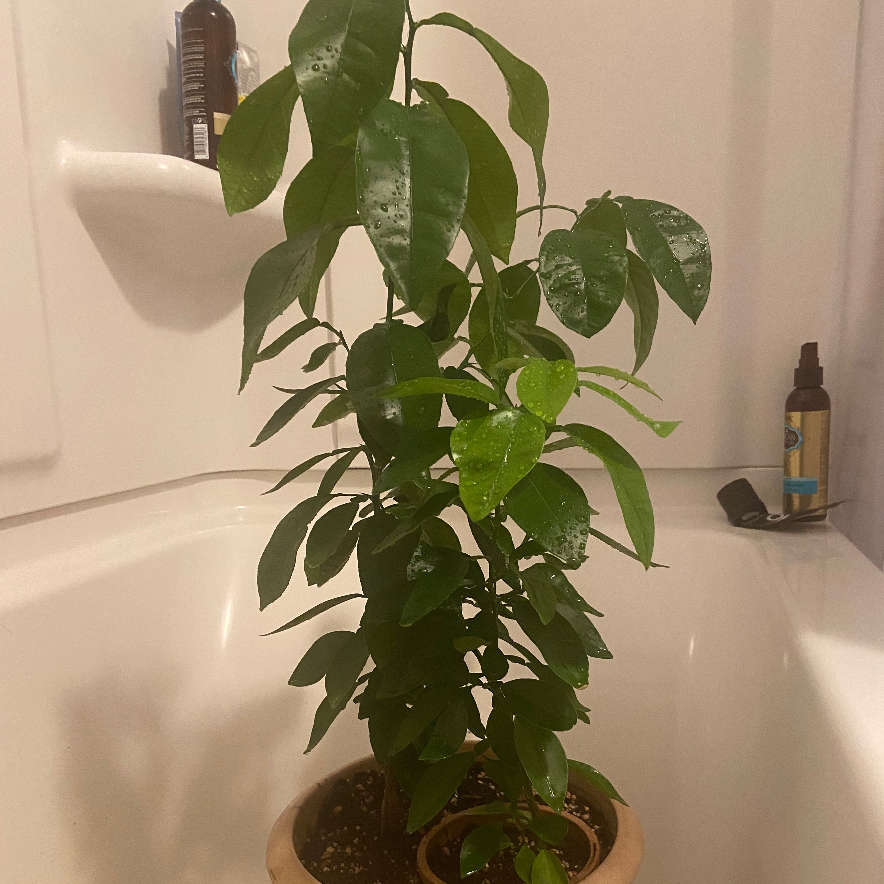 The Complete Grapefruit Tree Plant Care Guide: Water, Light & Beyond