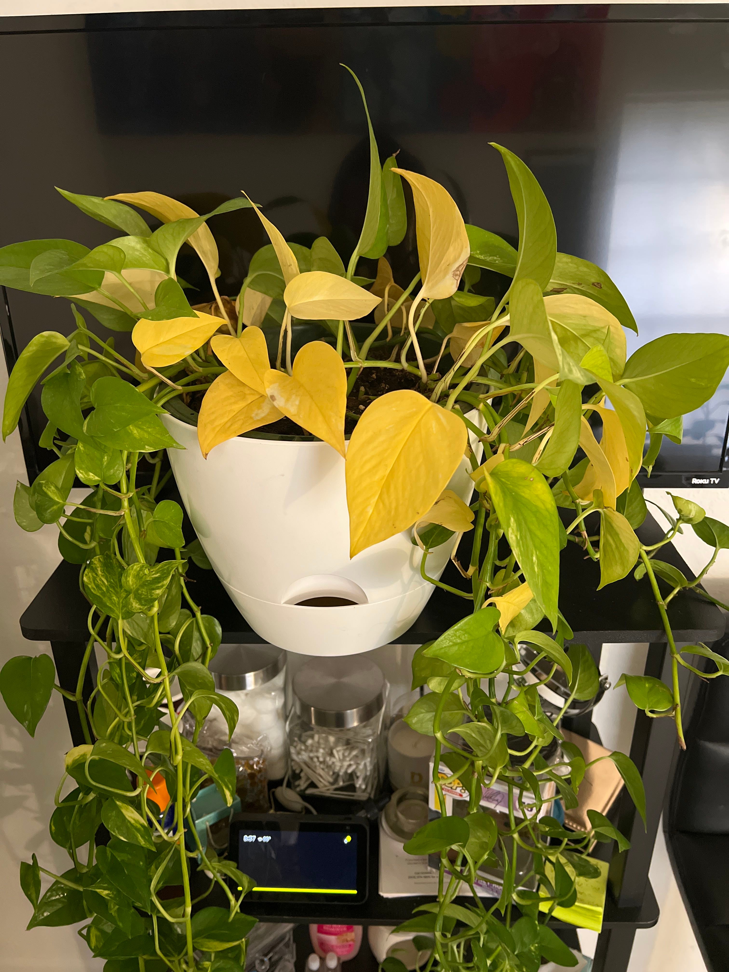 How to Care for Golden Pothos: Mastering Water, Sunlight & More