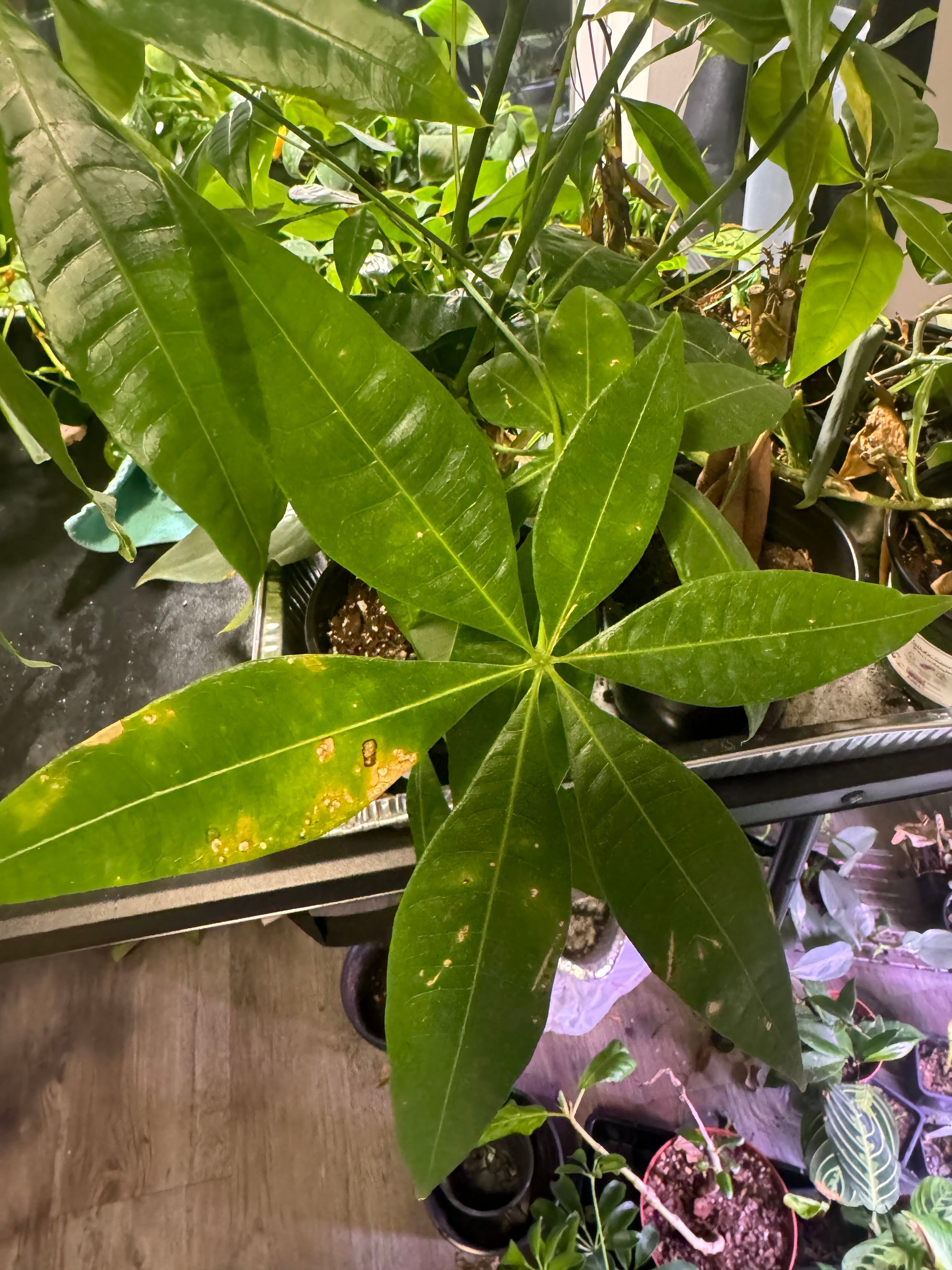What are the brown spots on my money tree?