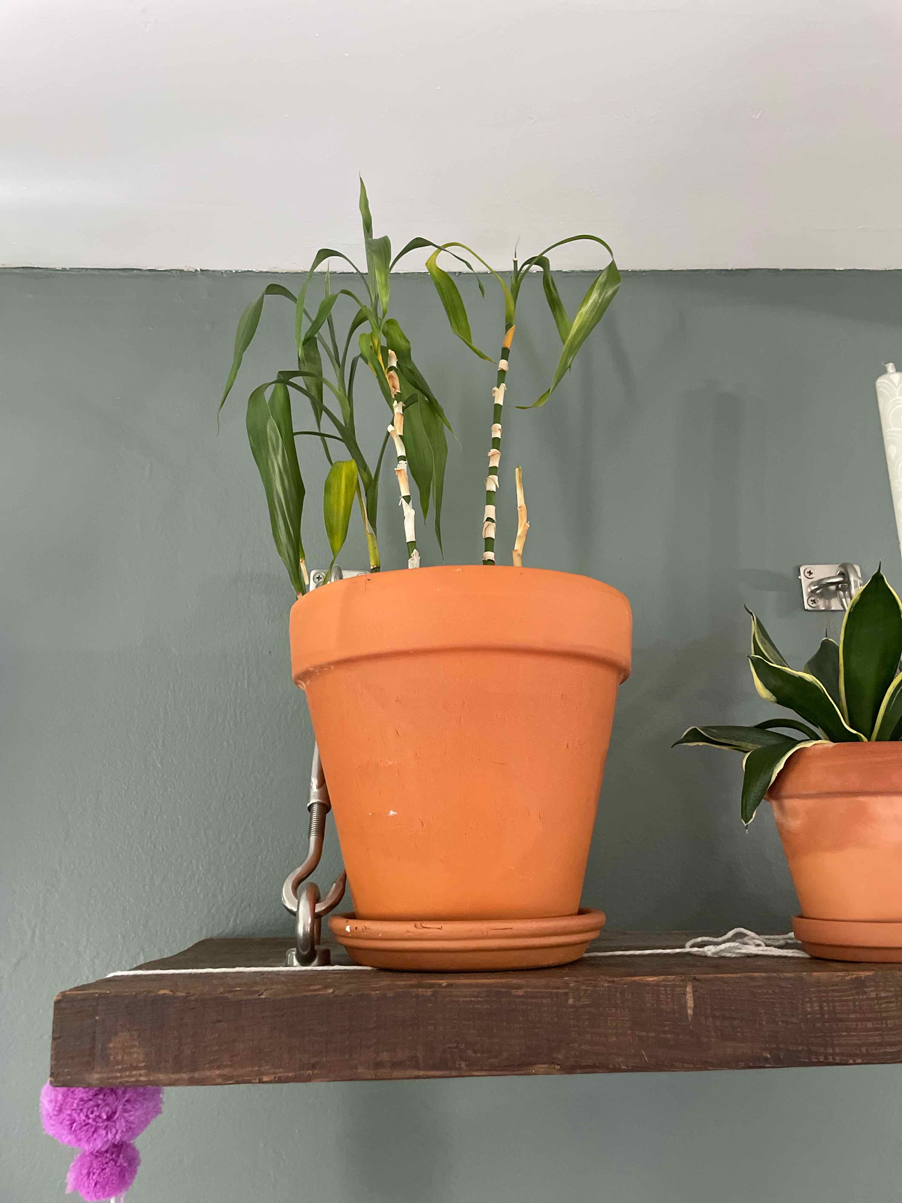 Why Are My Lucky Bamboo Leaves Curling?