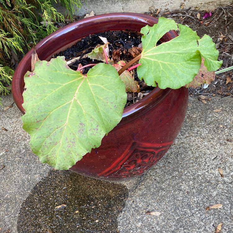 Why Are There Brown Spots on My Rhubarb Leaves? 🍂