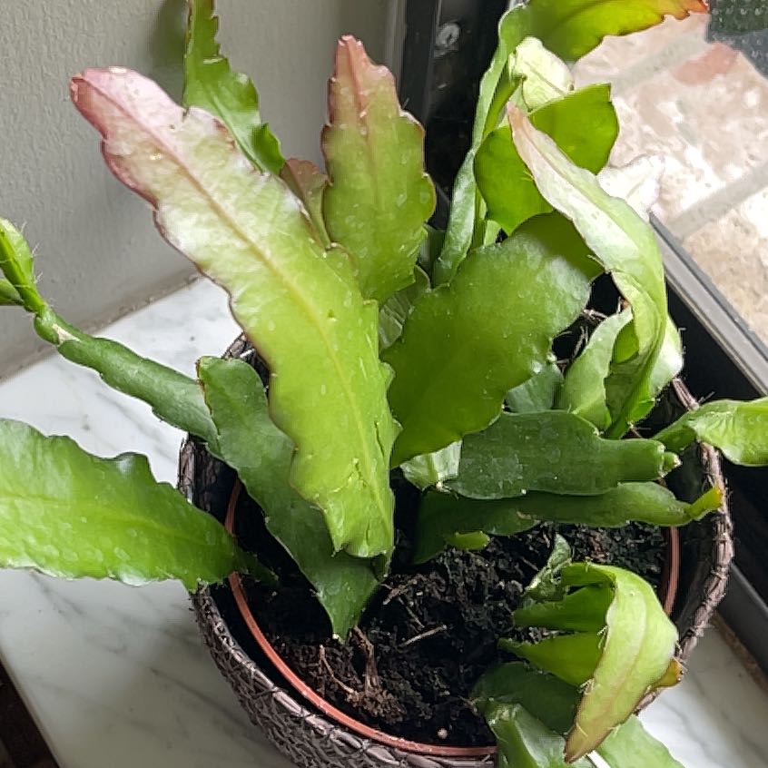 Red Tip Cactus Plant Care: Water, Light, Nutrients | Greg App 🌱