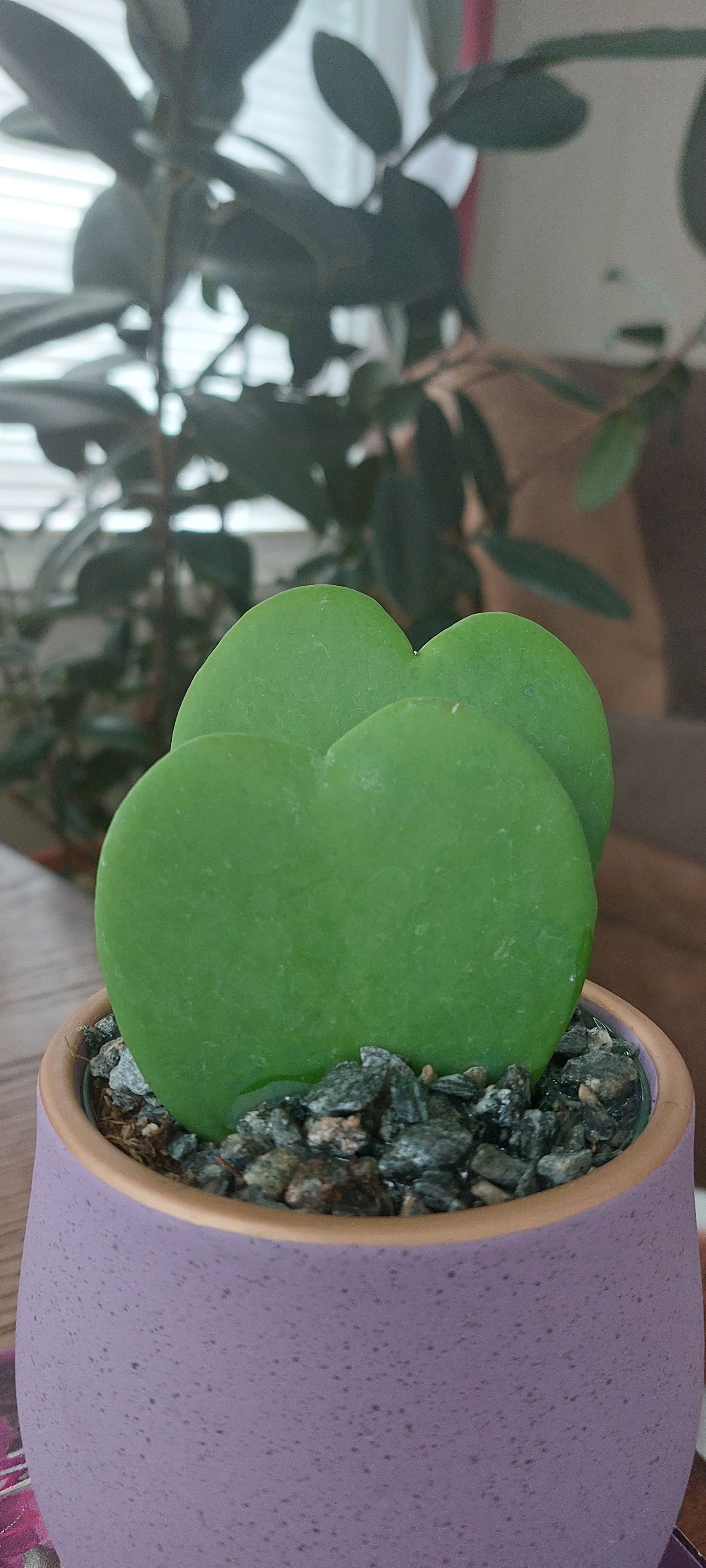 Best potting method without drainage.