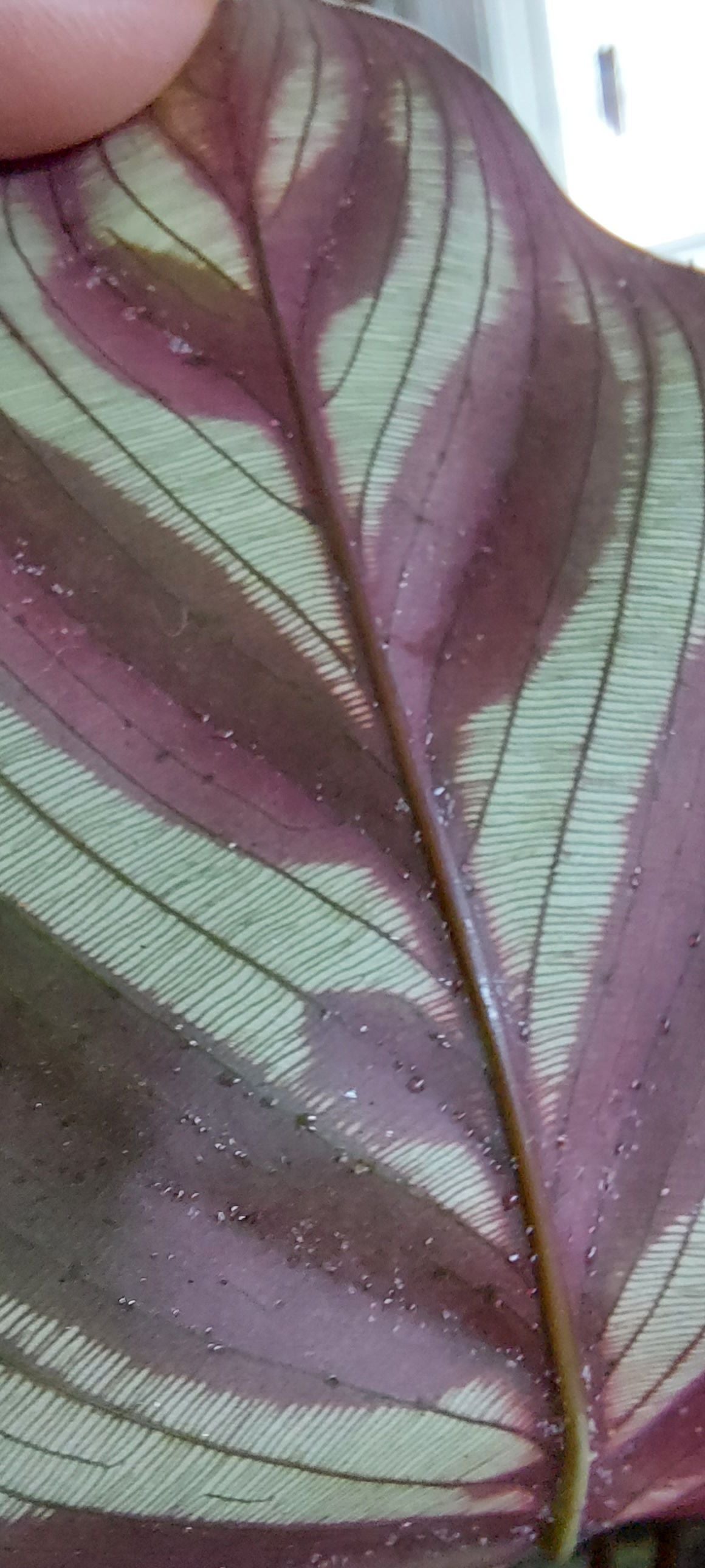 Calthea Red Mojo Plant Care: Water, Light, Nutrients | Greg App 🌱