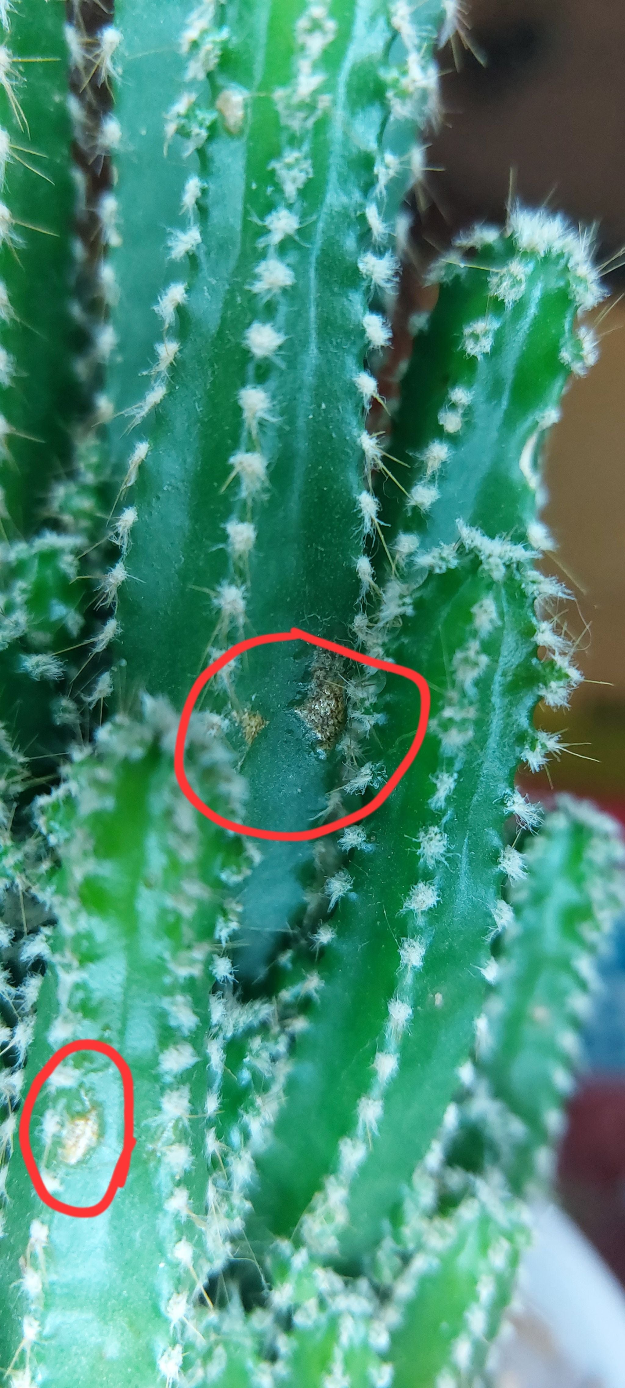 The Complete Dagger Cactus Plant Care Guide: Water, Light & Beyond