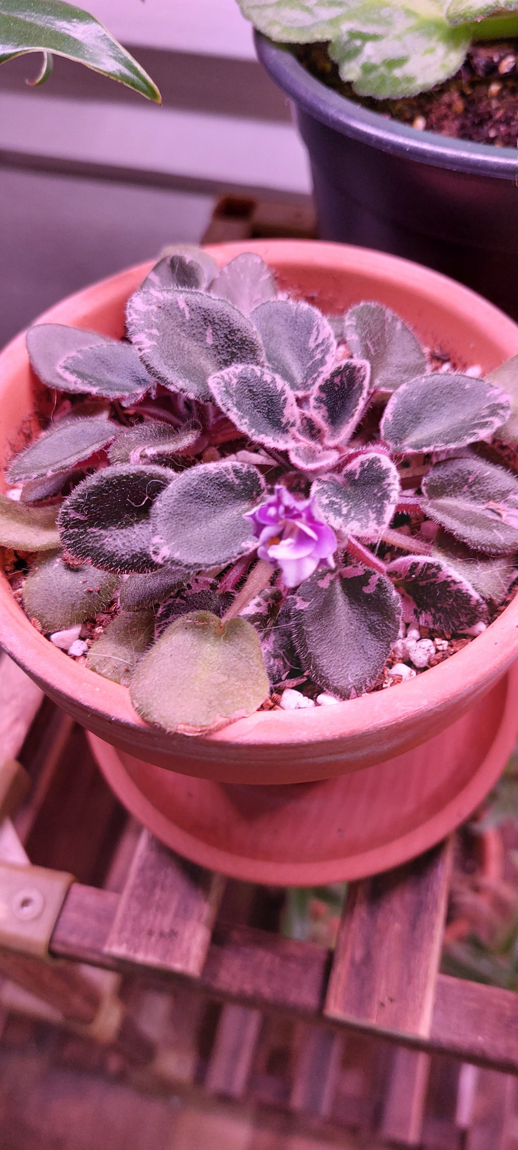 Streptocarpus 'Pretty Turtle': How Much Water & Light Does it Need to ...