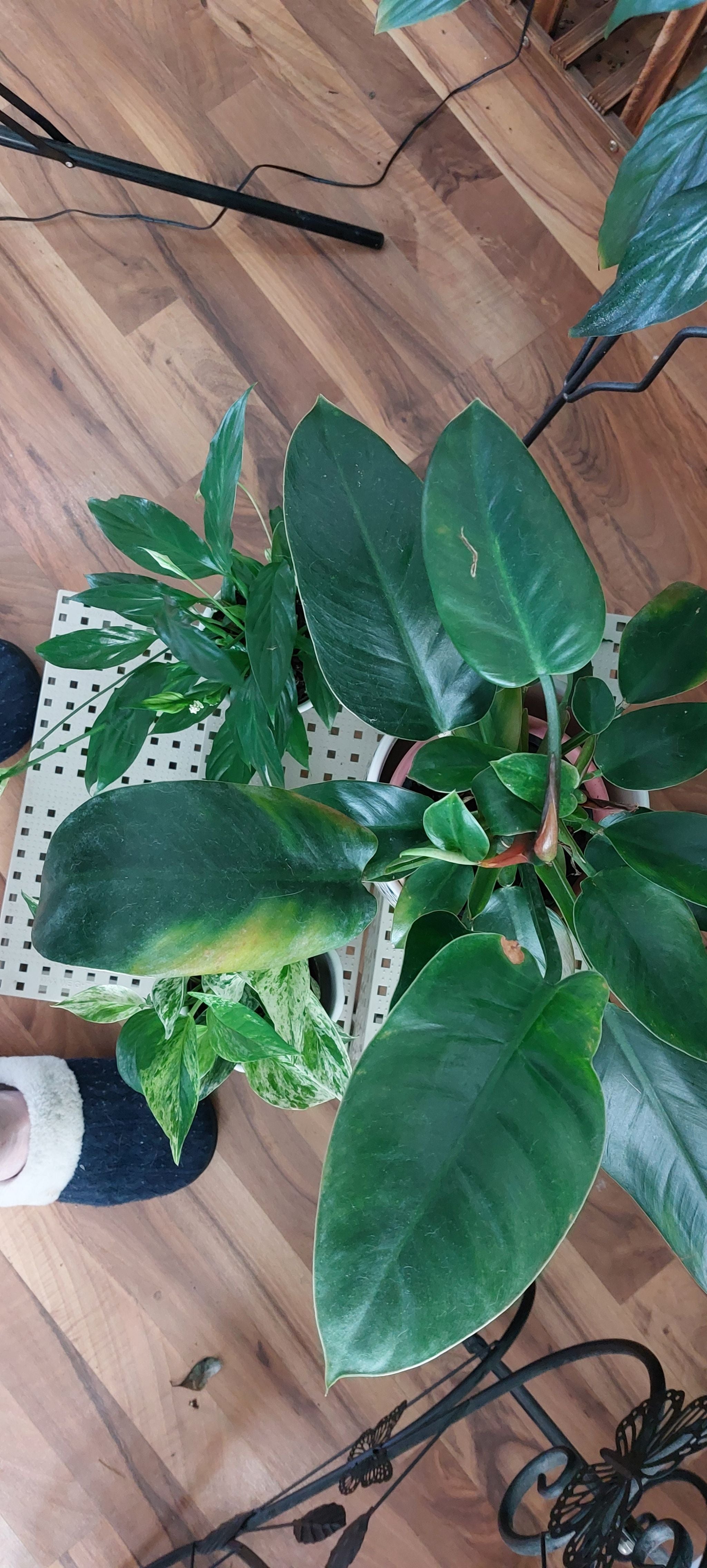 Help identifying Harley