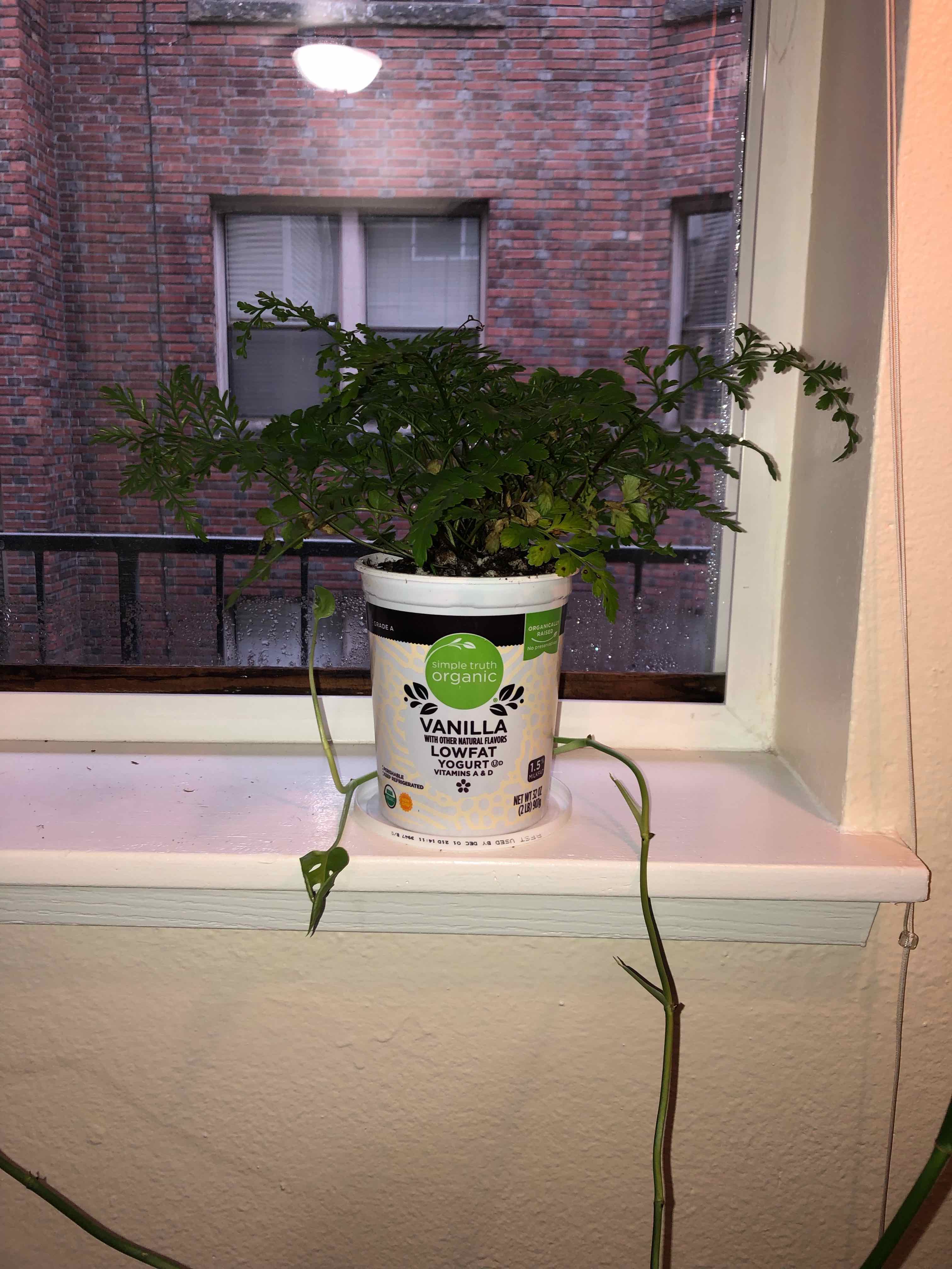 What Do Austral Gem Fern Flowers Mean?