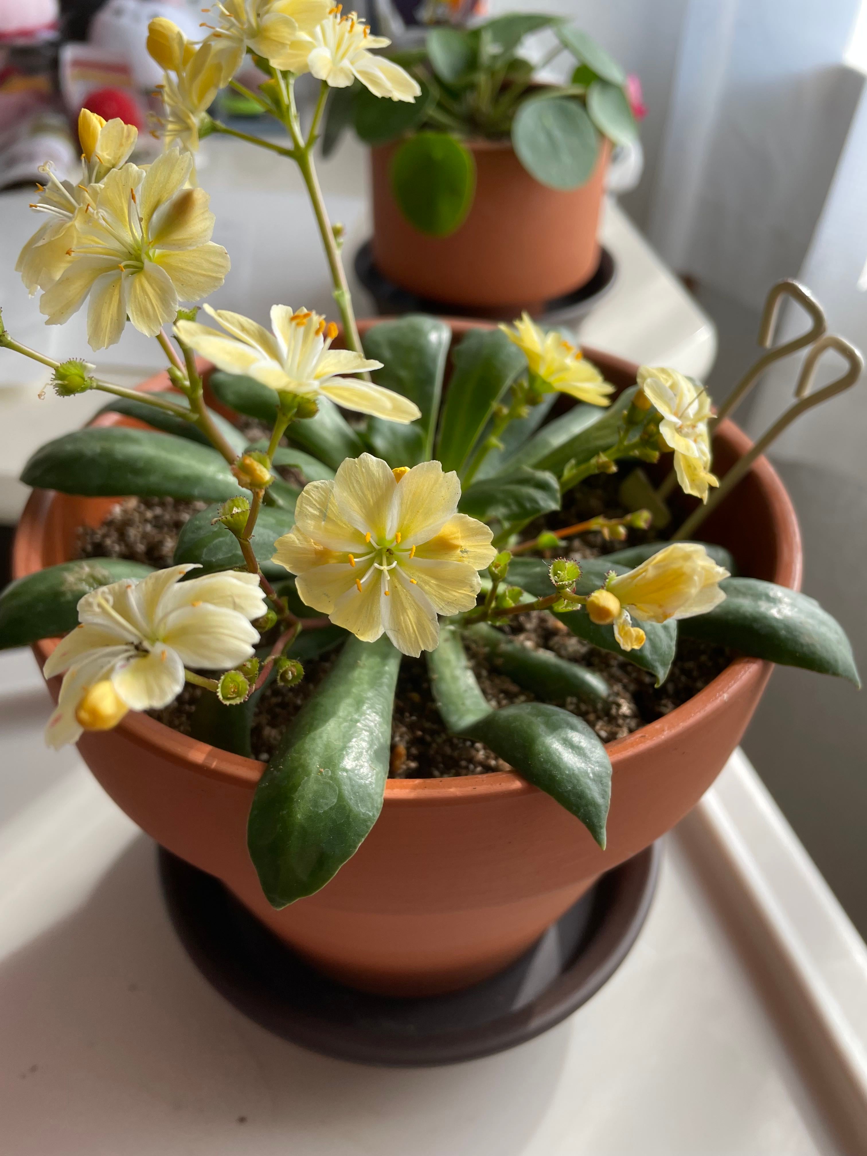 Elise Lewisia: How Much Water & Light Does it Need to Thrive?