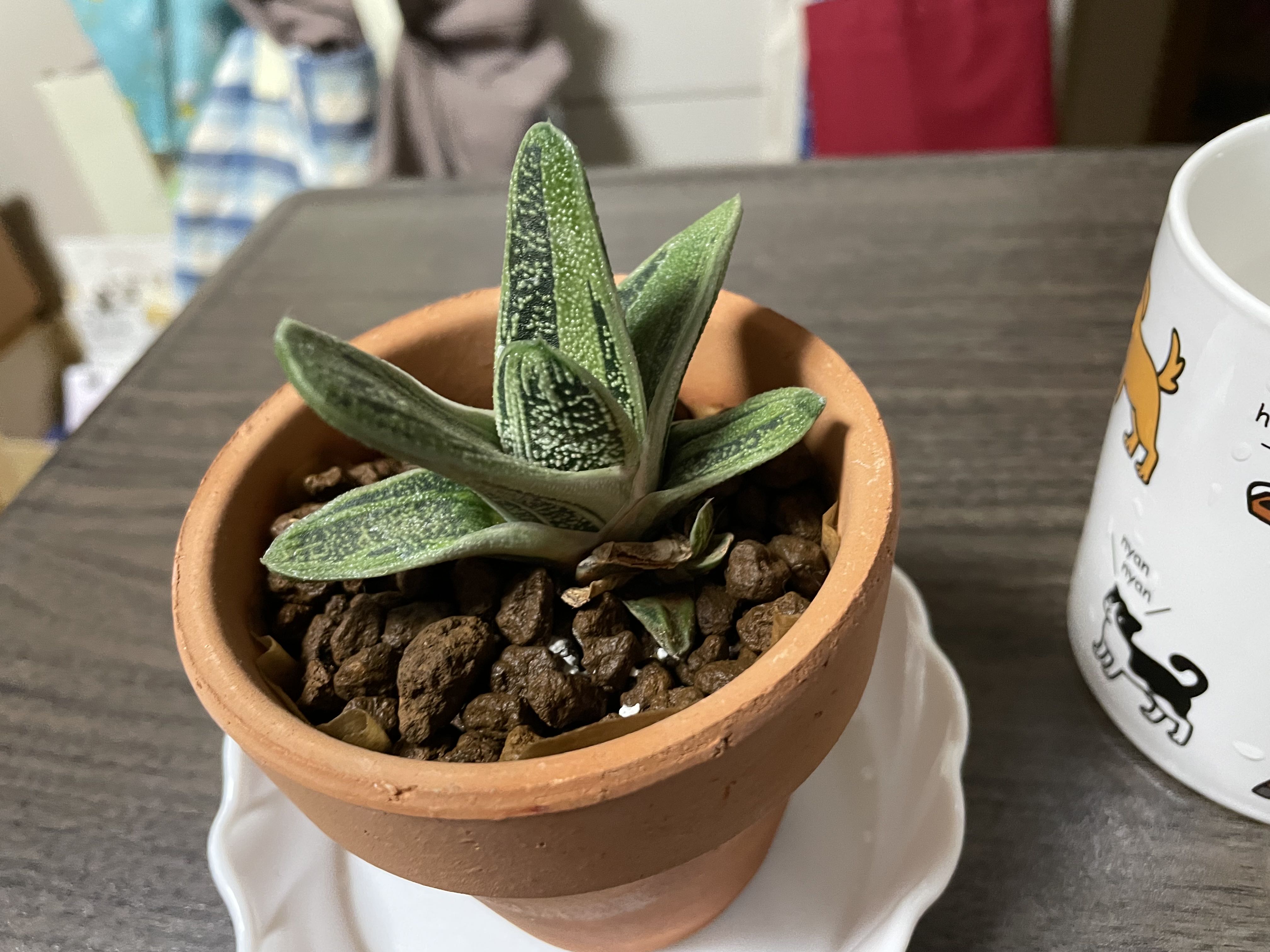 Gasteria 'Little Warty': How Much Water & Light Does it Need to Thrive?