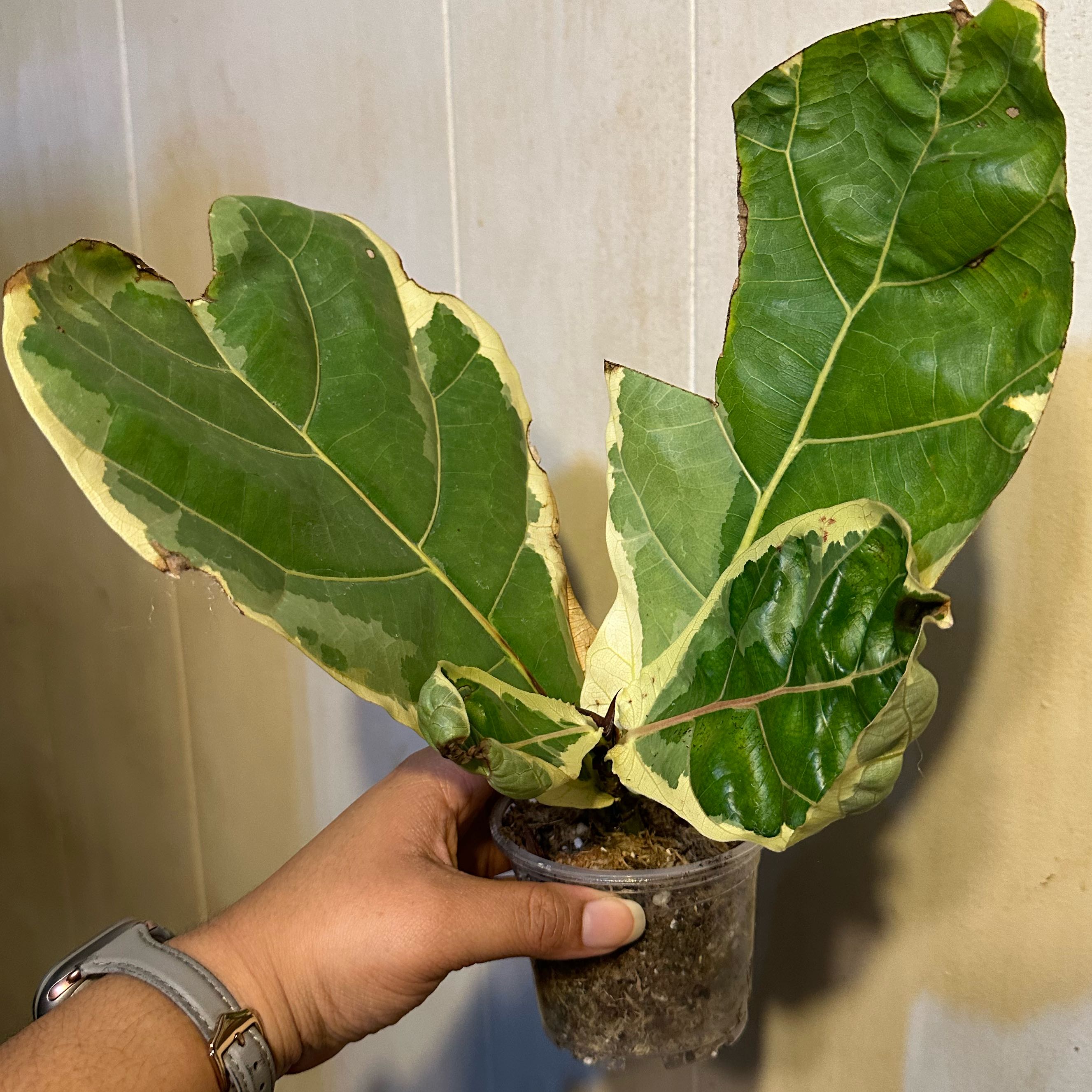 Variegated Fiddle Leaf Fig Plant Care: Water, Light, Nutrients | Greg App 🌱