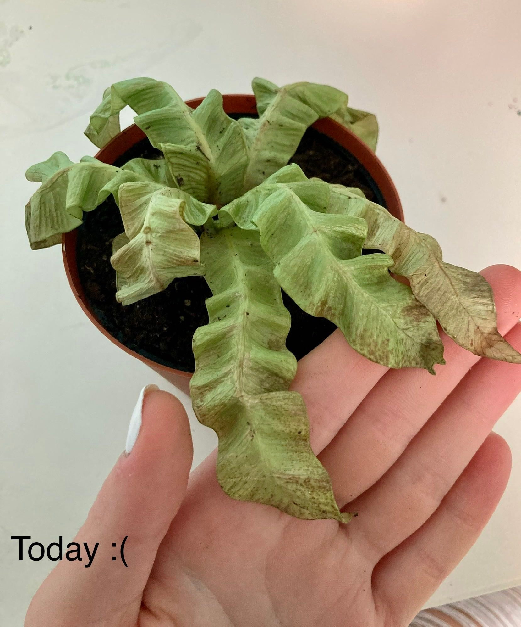 Crispy Wave Fern Care 101: Water, Light & Growing Tips