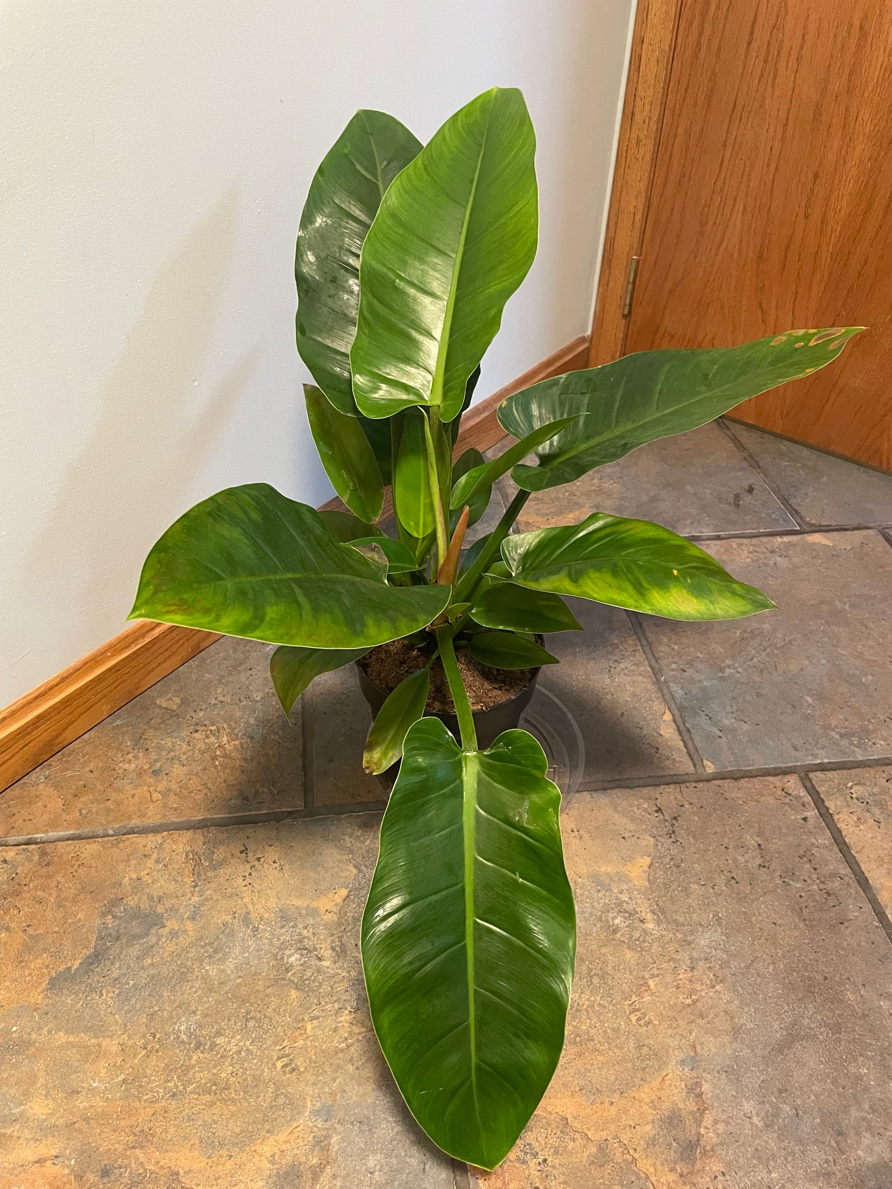 Brown Spots On Philodendron 'Imperial Green' Leaves