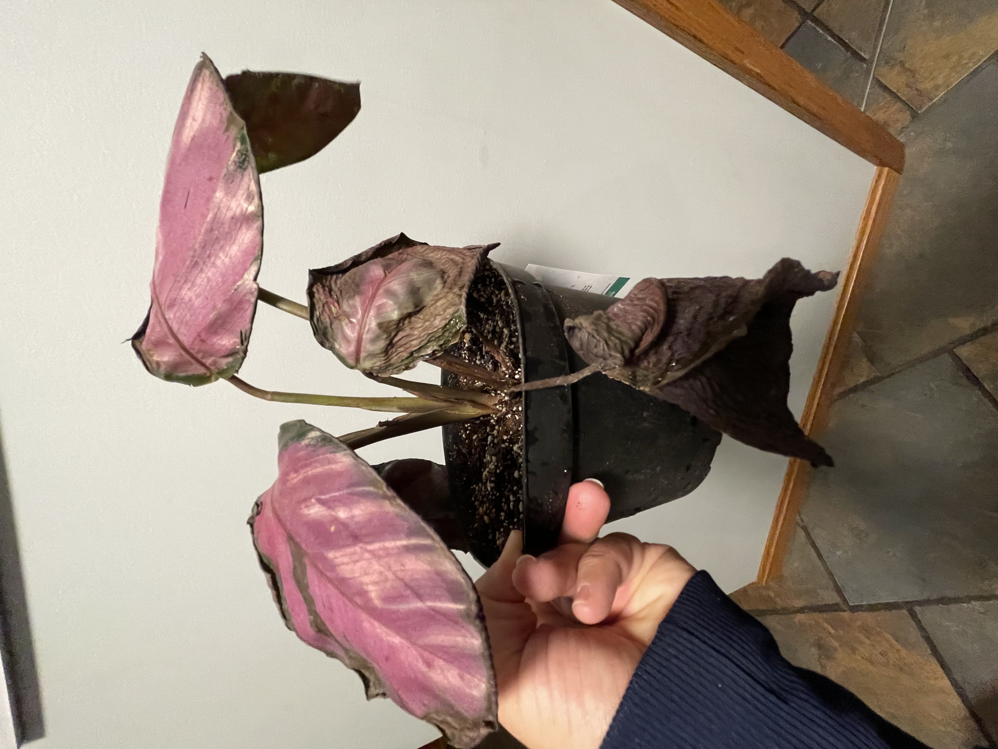 Calathea 'Pink Star': How Much Water & Light Does it Need to Thrive?