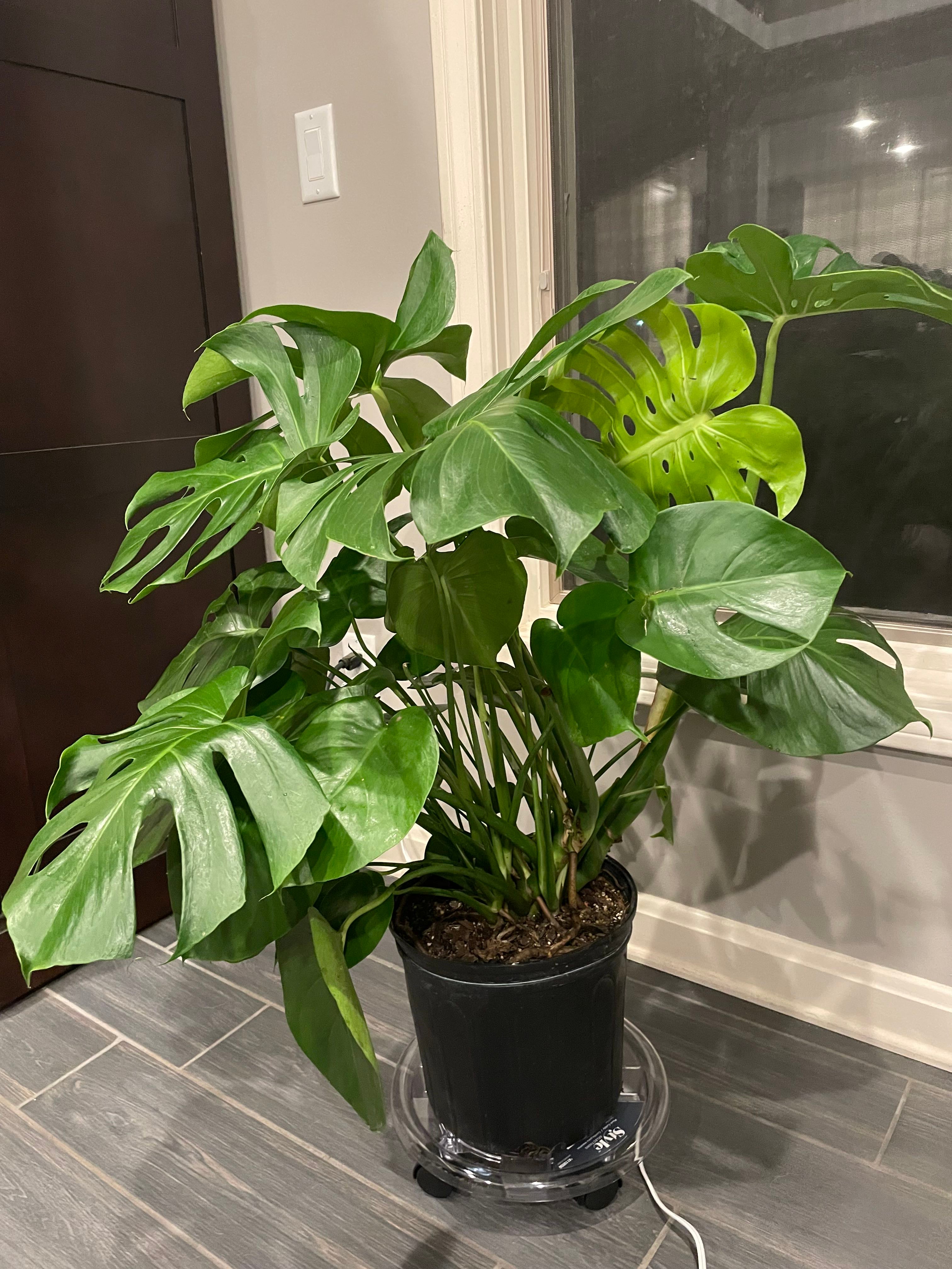 First monstera: care questions!