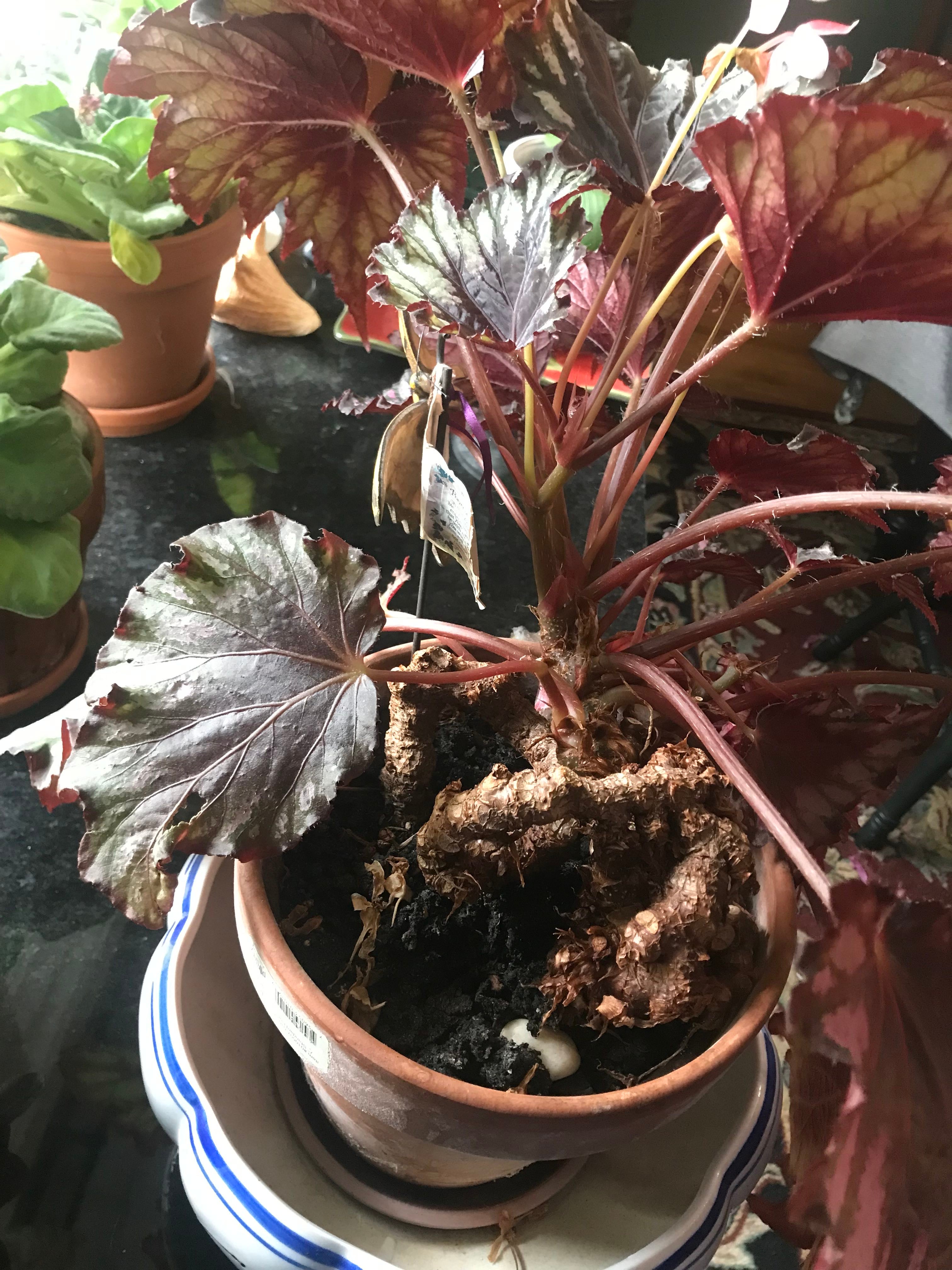 The Complete Rex Begonia Plant Care Guide: Water, Light & Beyond