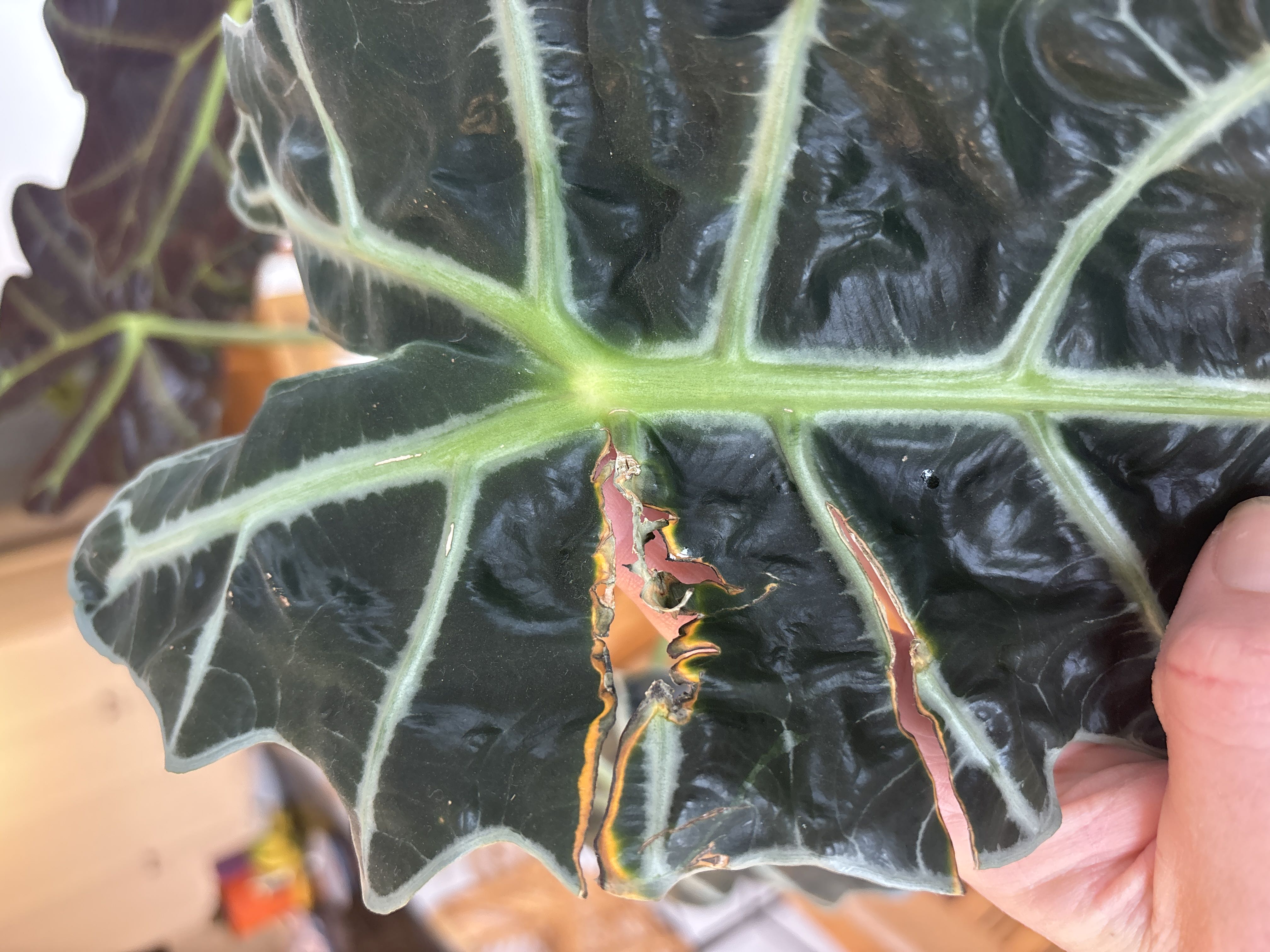 The Complete Alocasia 'Sumo' Elephant Ear Plant Care Guide: Water ...