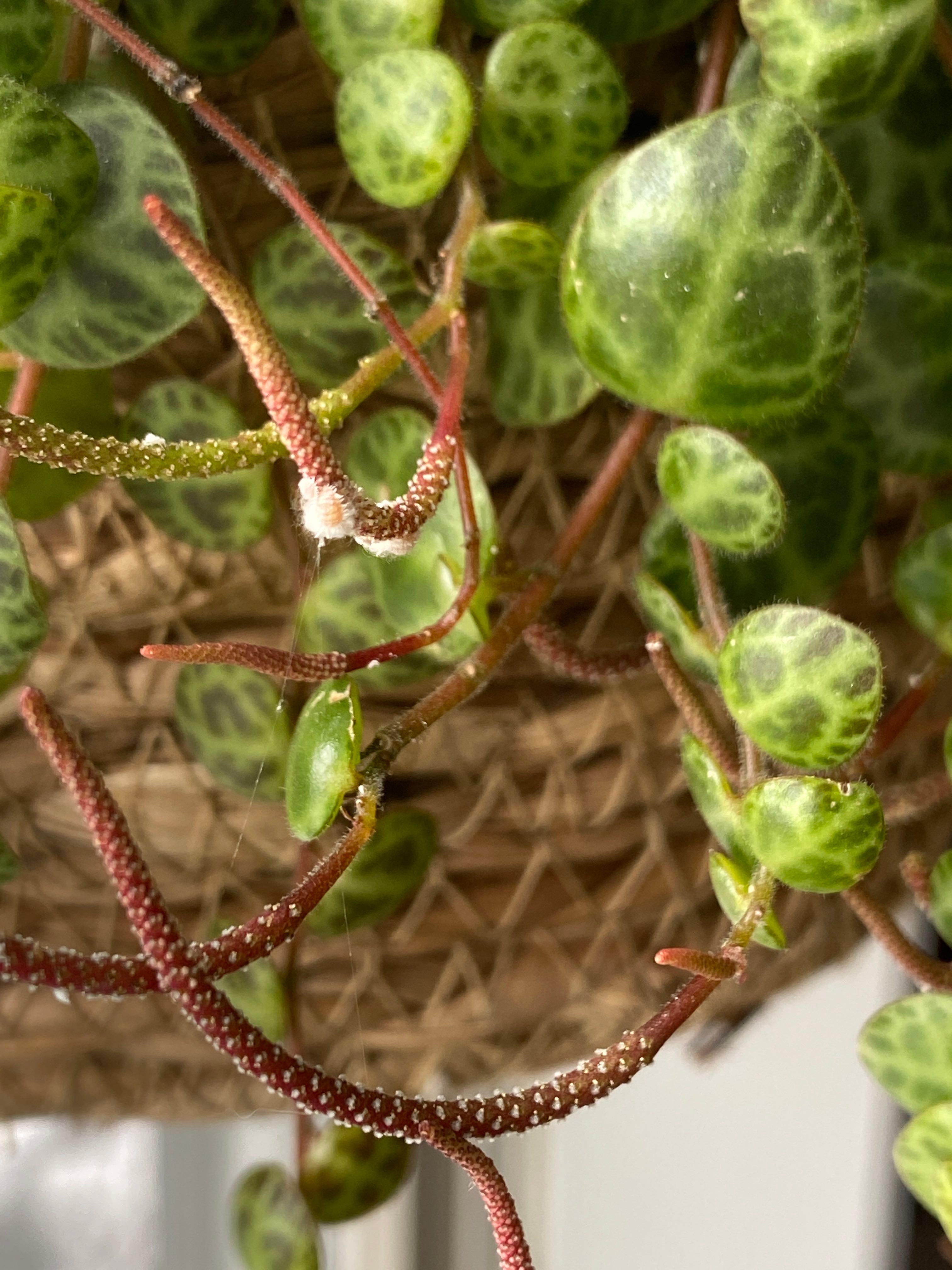 String of Turtles- fuzzy white stuff?