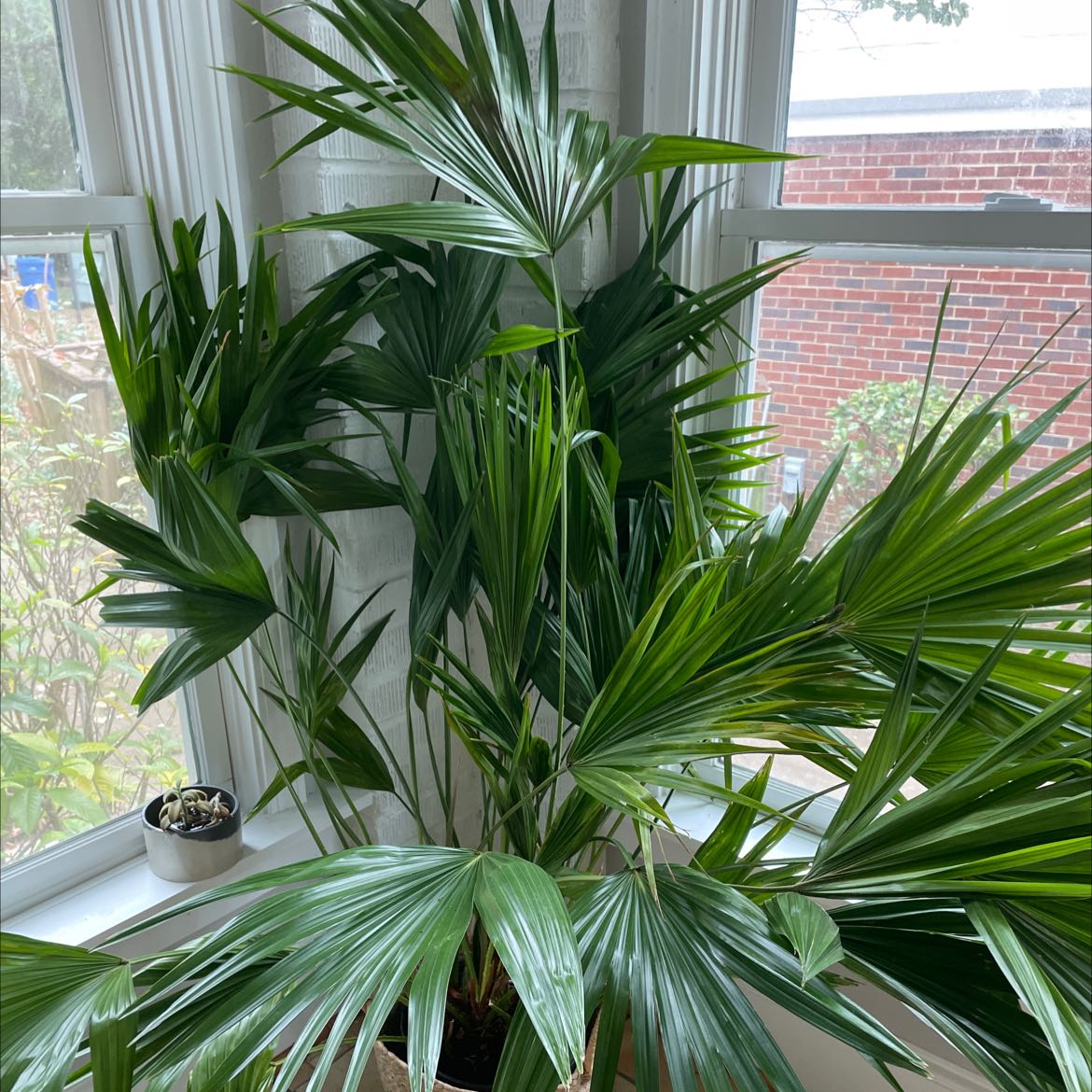 Propagating Chinese Fan Palm: Step-by-Step Guide
