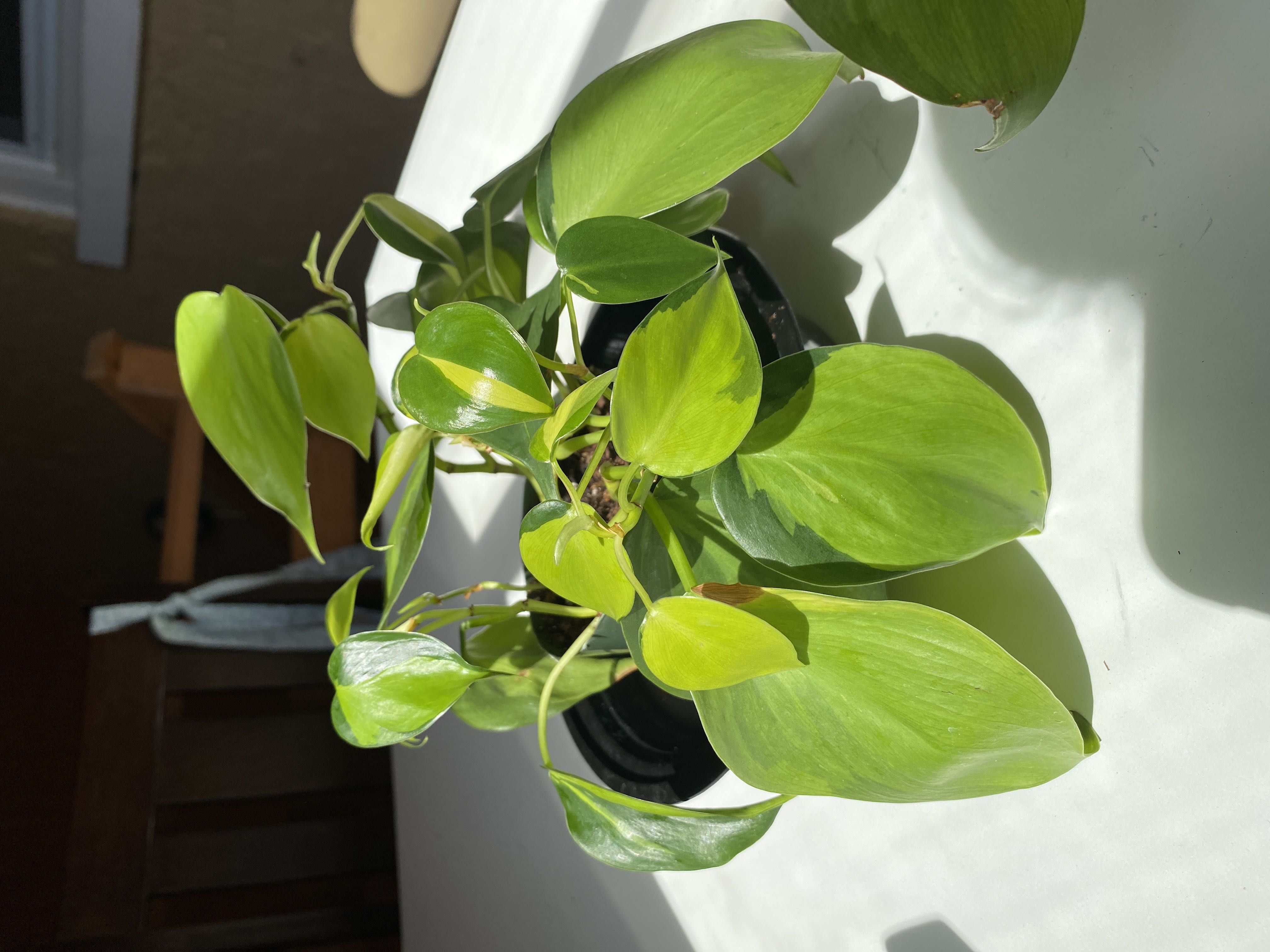 Sunbathing and a drink for my plant