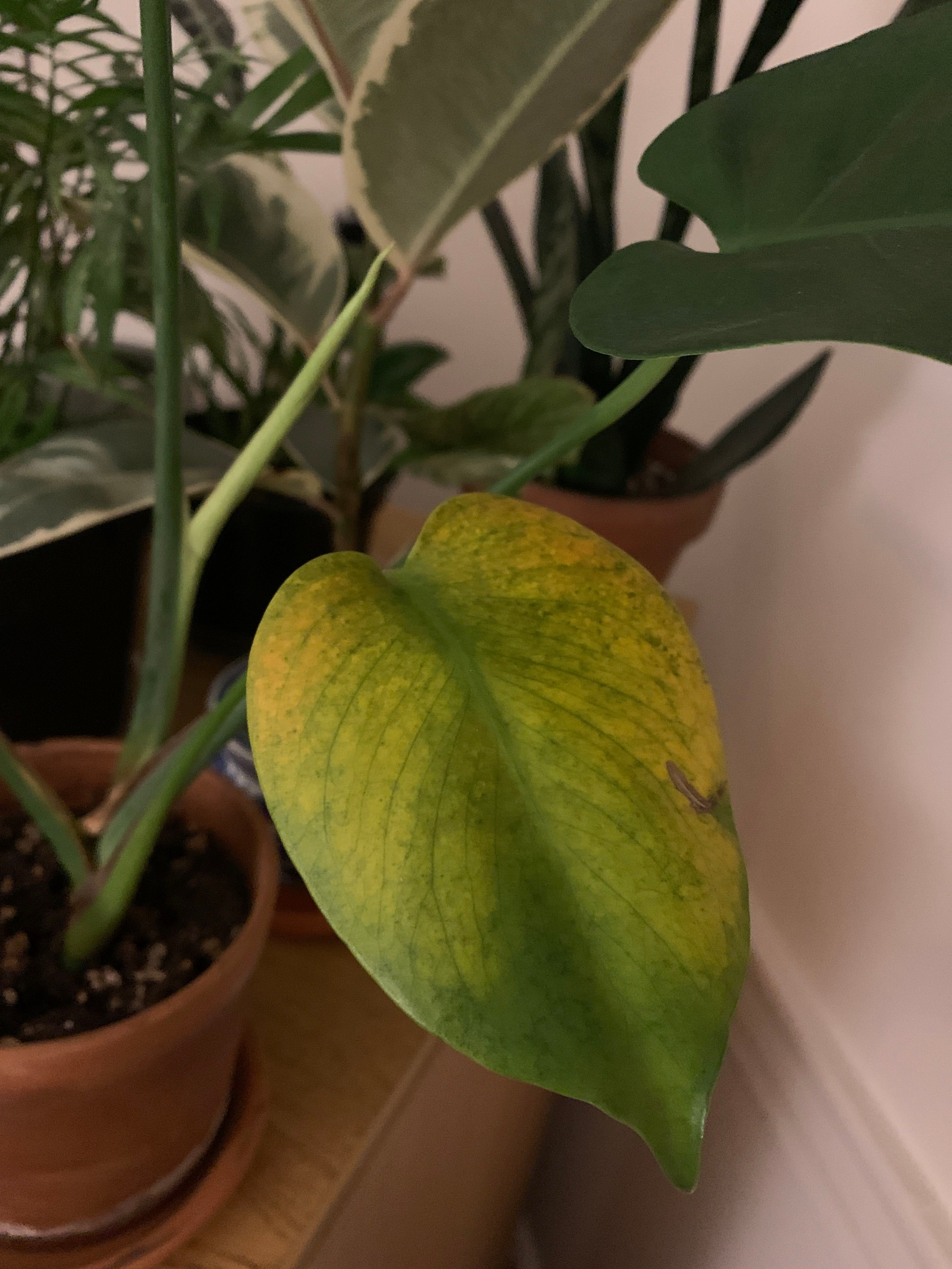 yellowing Monstera leaf cause?