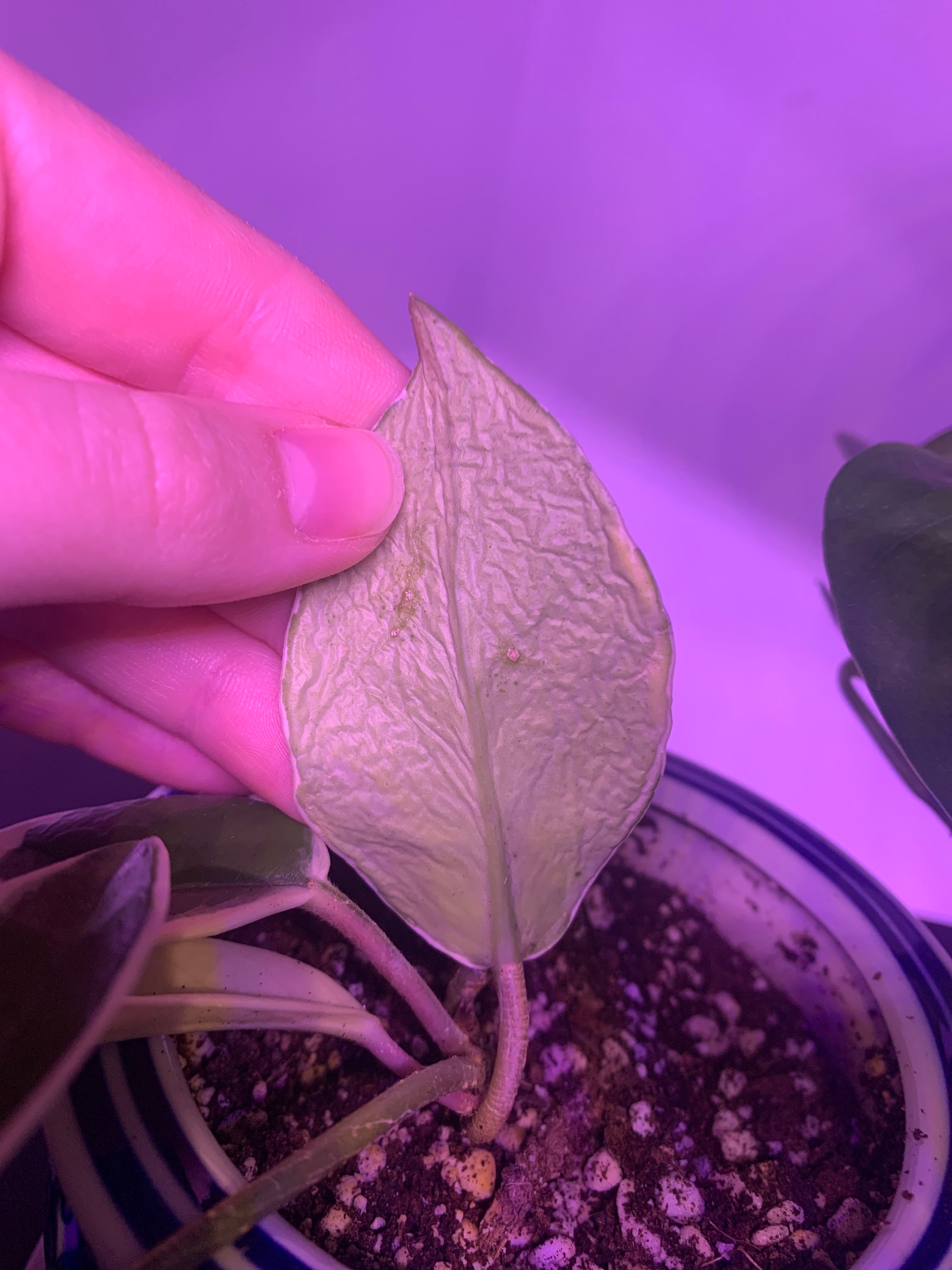 The Complete Hoya 'Starry Night' Plant Care Guide: Water, Light & Beyond