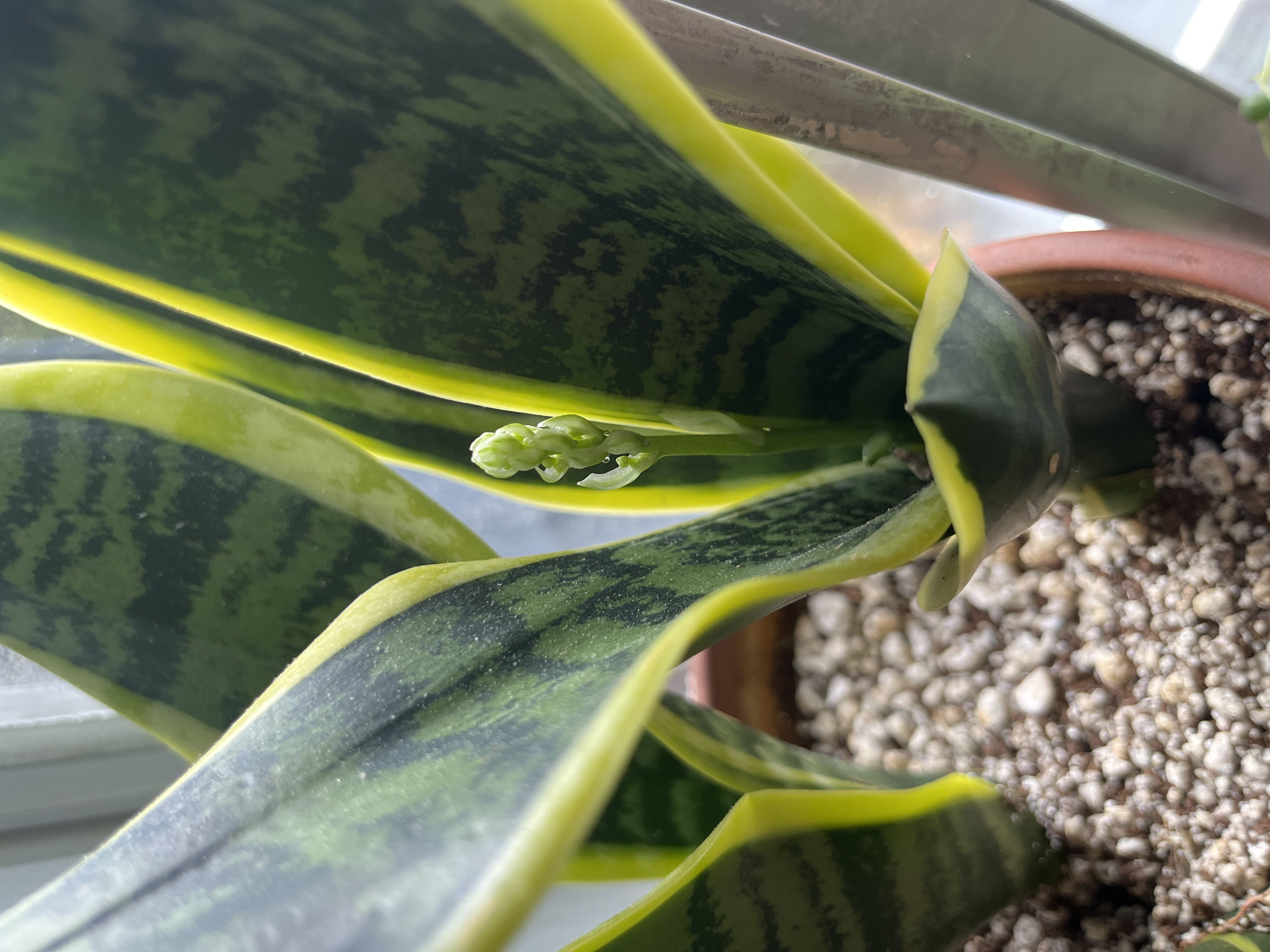 5 Best Companion Plants for Snake Plant