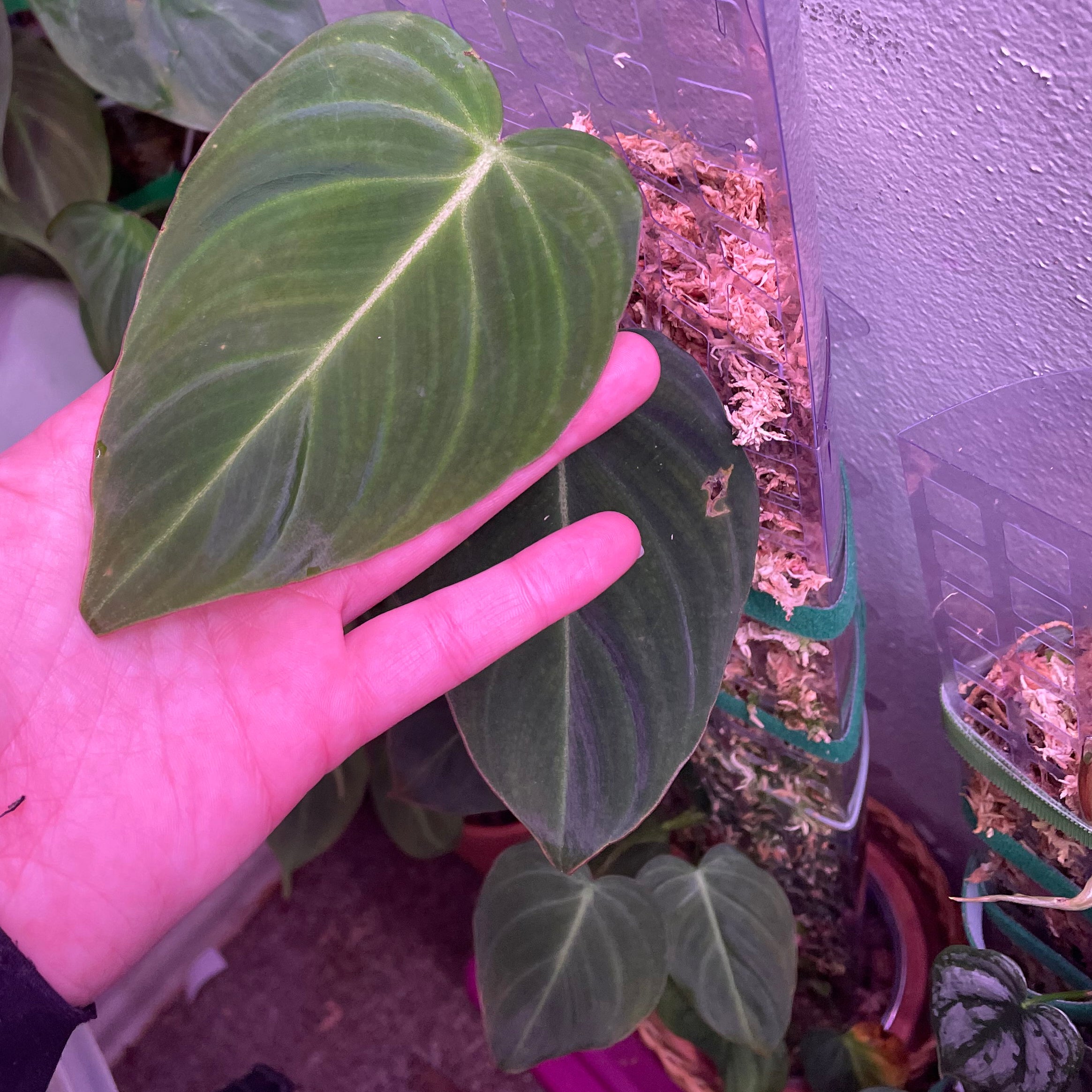 Why Are My Philodendron Splendid Leaves Curling? 💧