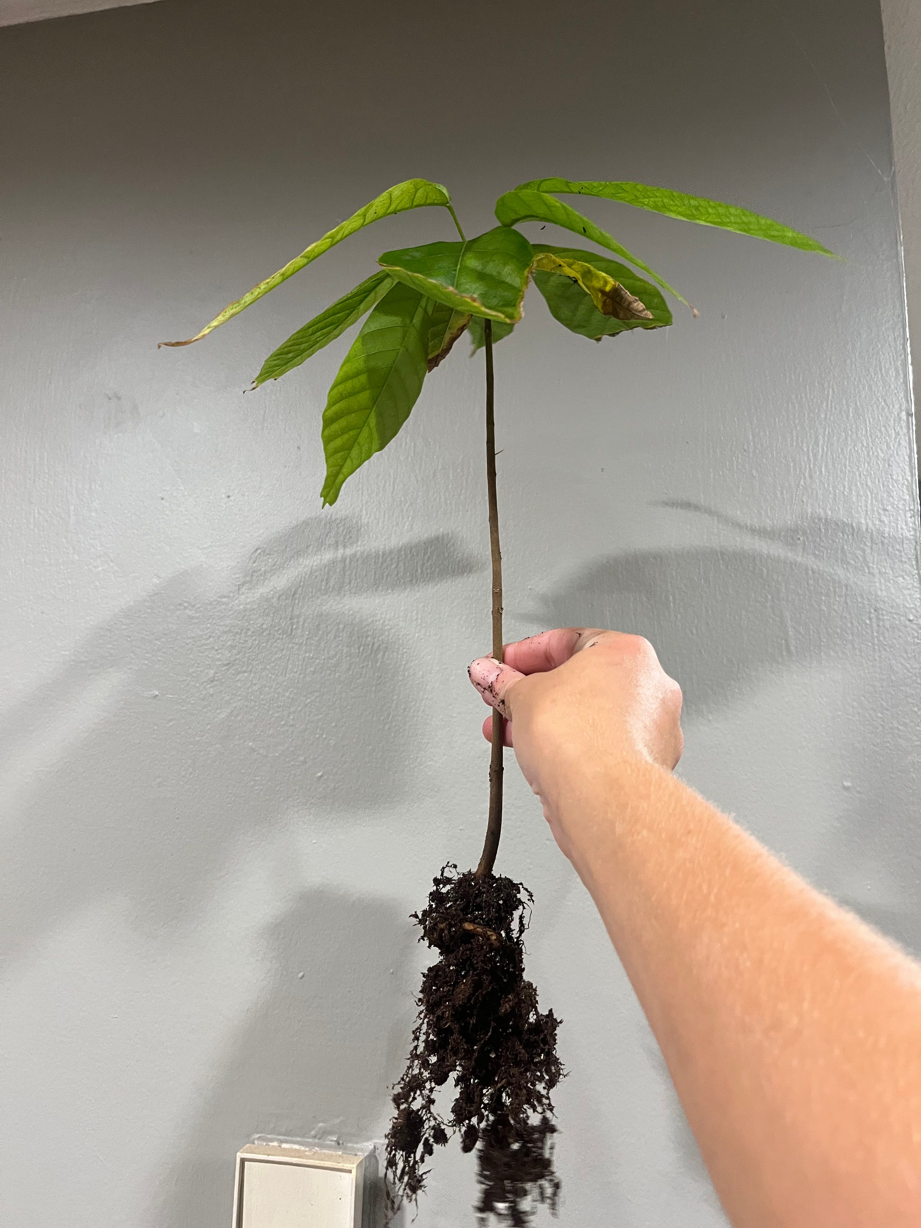 Cacao Tree Care 101: Water, Light & Growing Tips