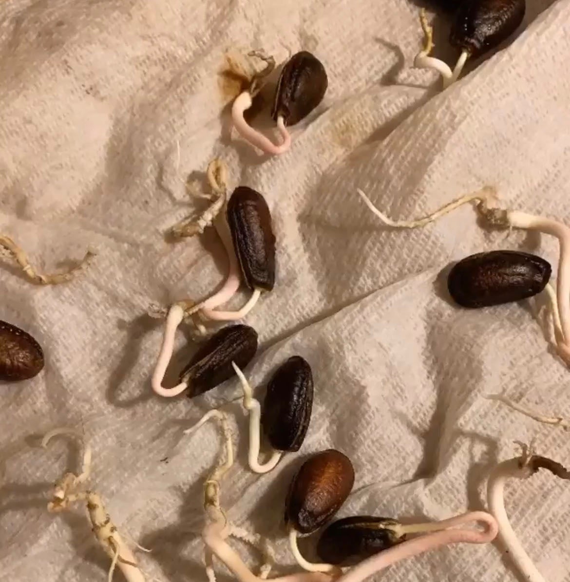 Annona stenophylla subsp. longepetiolata Plant Care: Water, Light ...